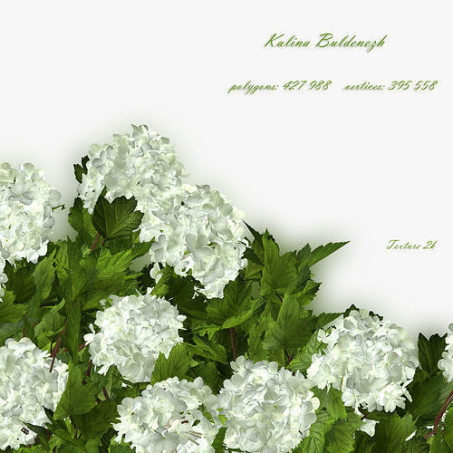 Viburnum Kalina Buldenezh 3D model | CGTrader