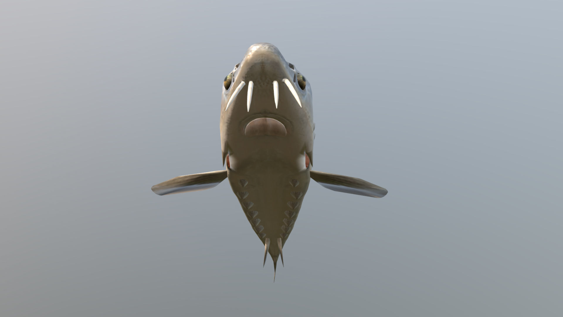 3D model 3d model Russian sturgeon VR / AR / low-poly rigged animated ...