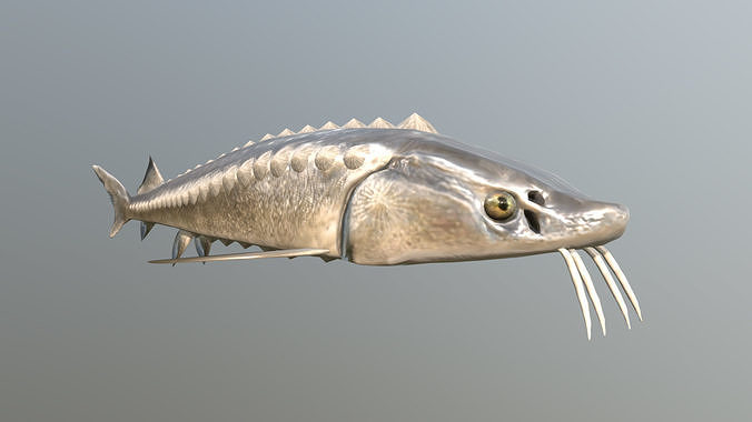 3D model 3d model Russian sturgeon VR / AR / low-poly rigged animated ...