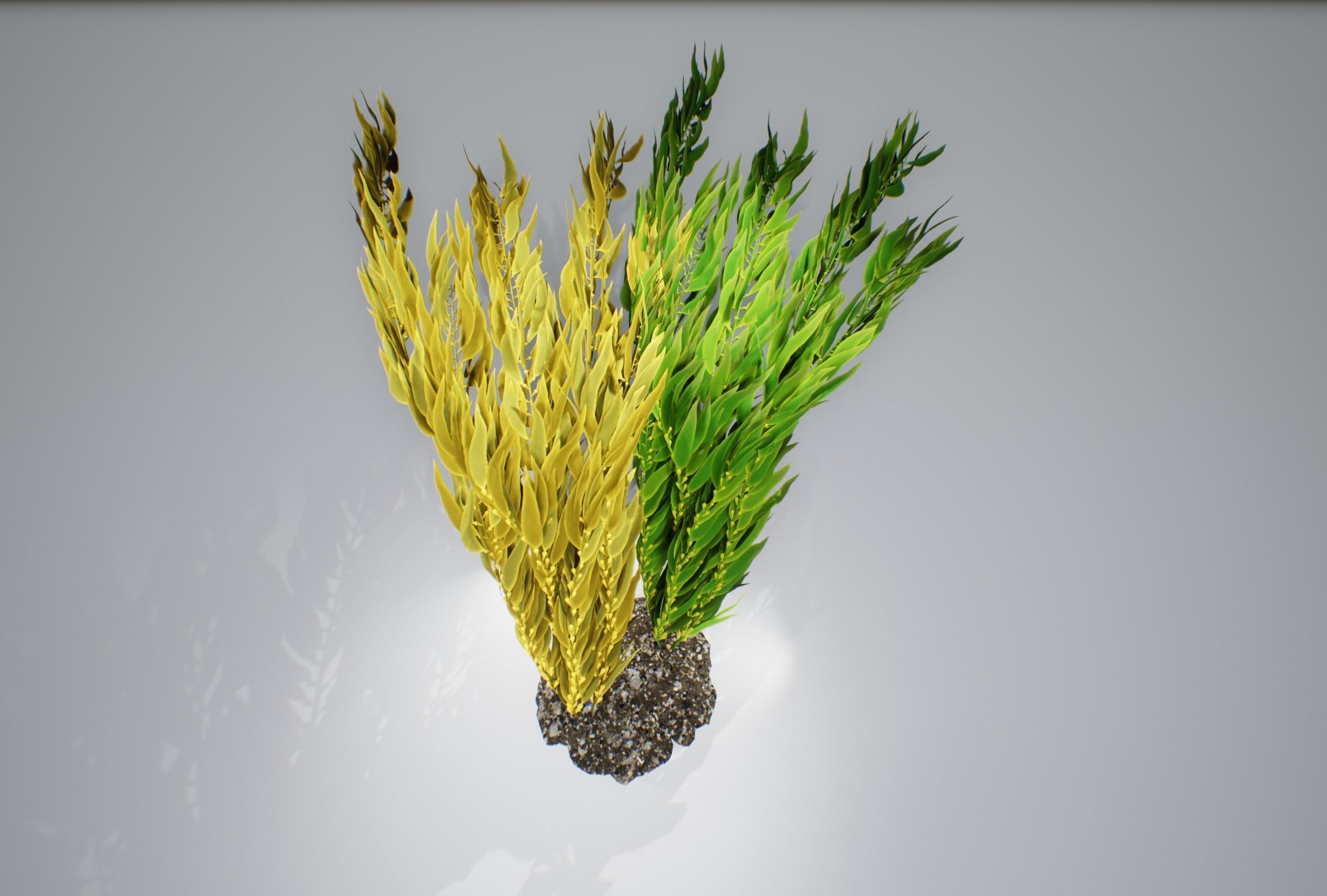Kelp collection 3D model | CGTrader