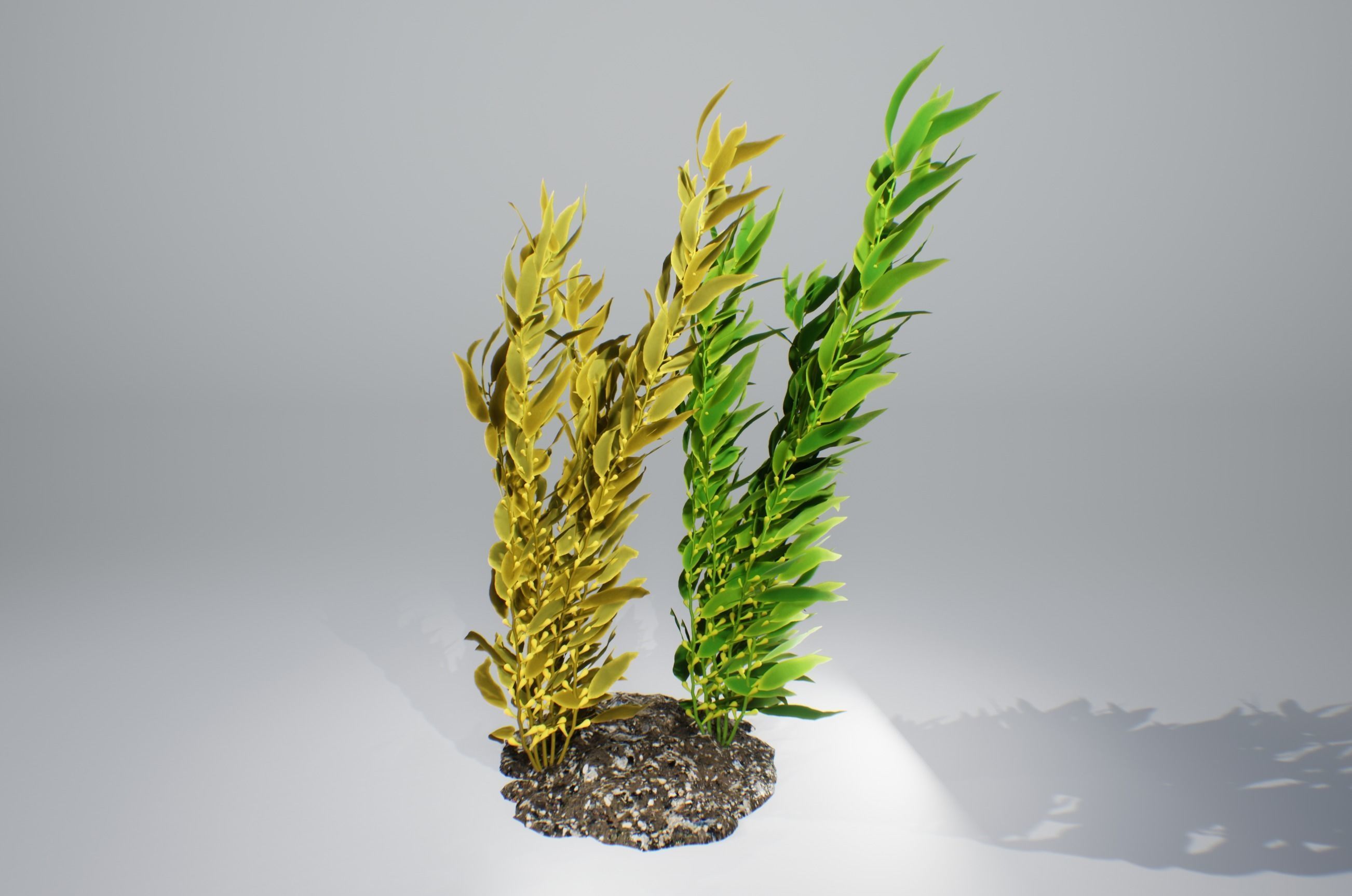 Kelp collection 3D model | CGTrader