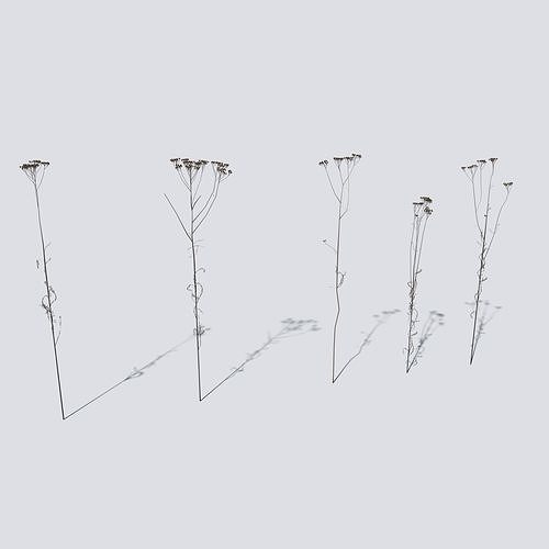 Dry Fennel Pack 3D model | CGTrader