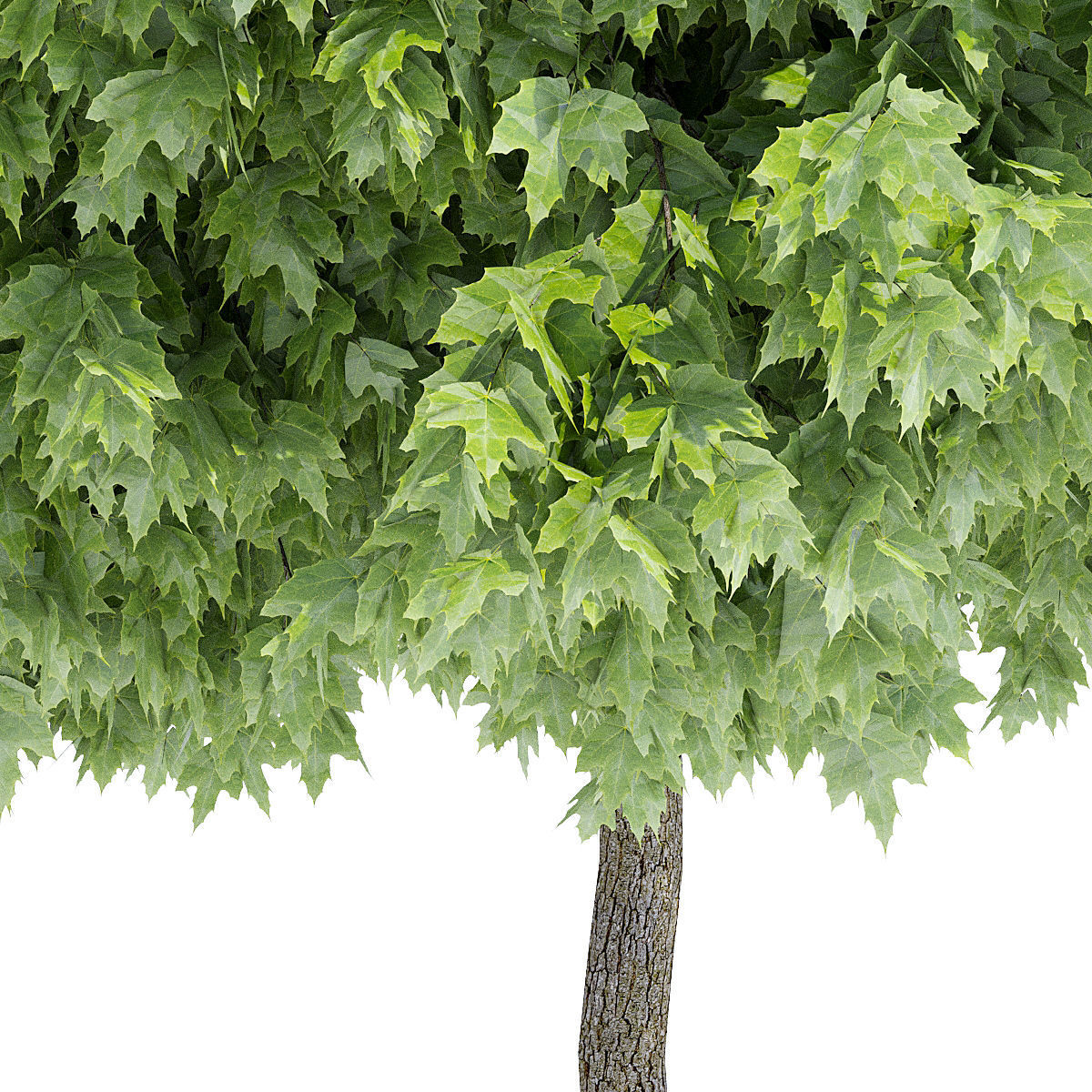 Calyx three trees 3D model | CGTrader