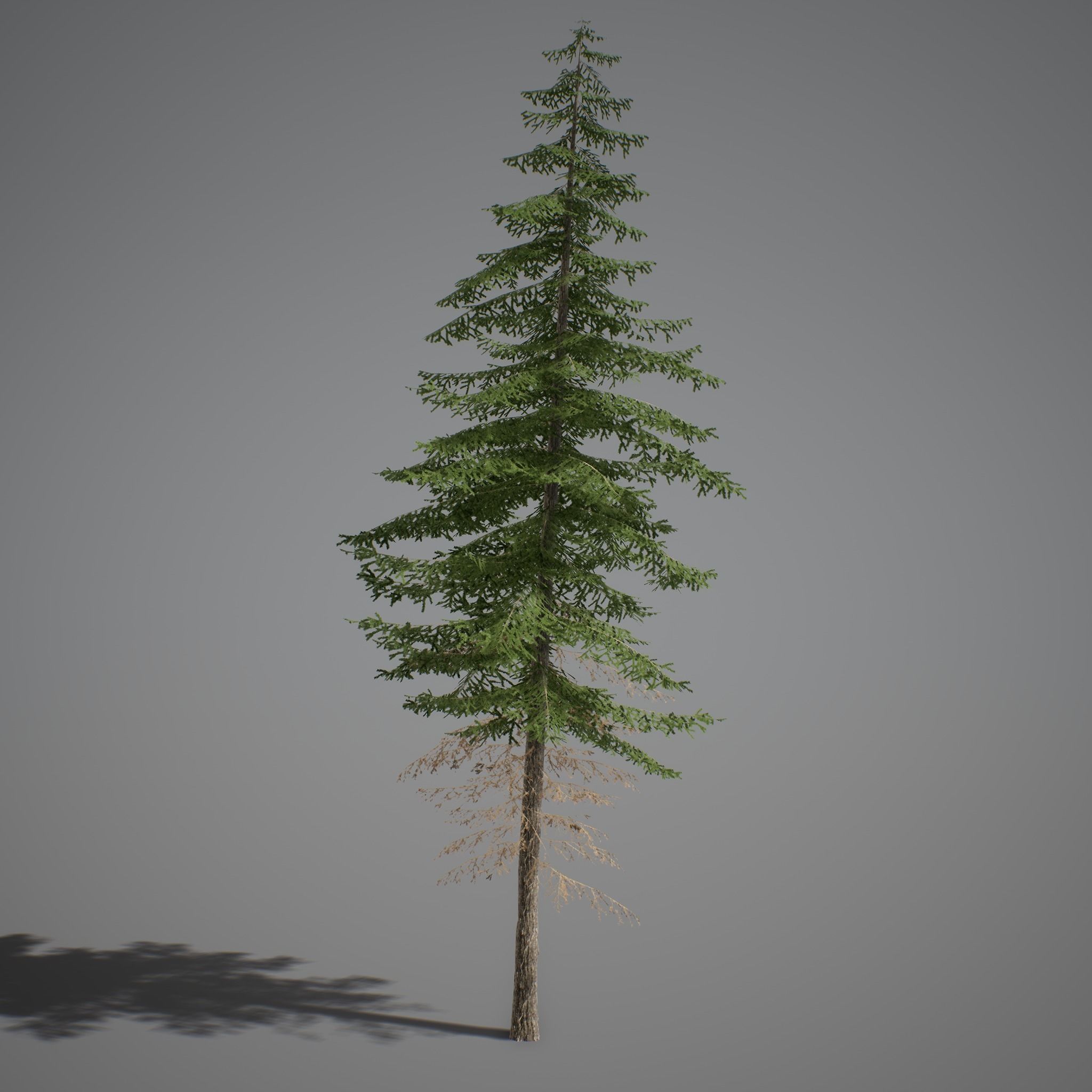 3D model UE4 - Fir Trees VR / AR / low-poly | CGTrader
