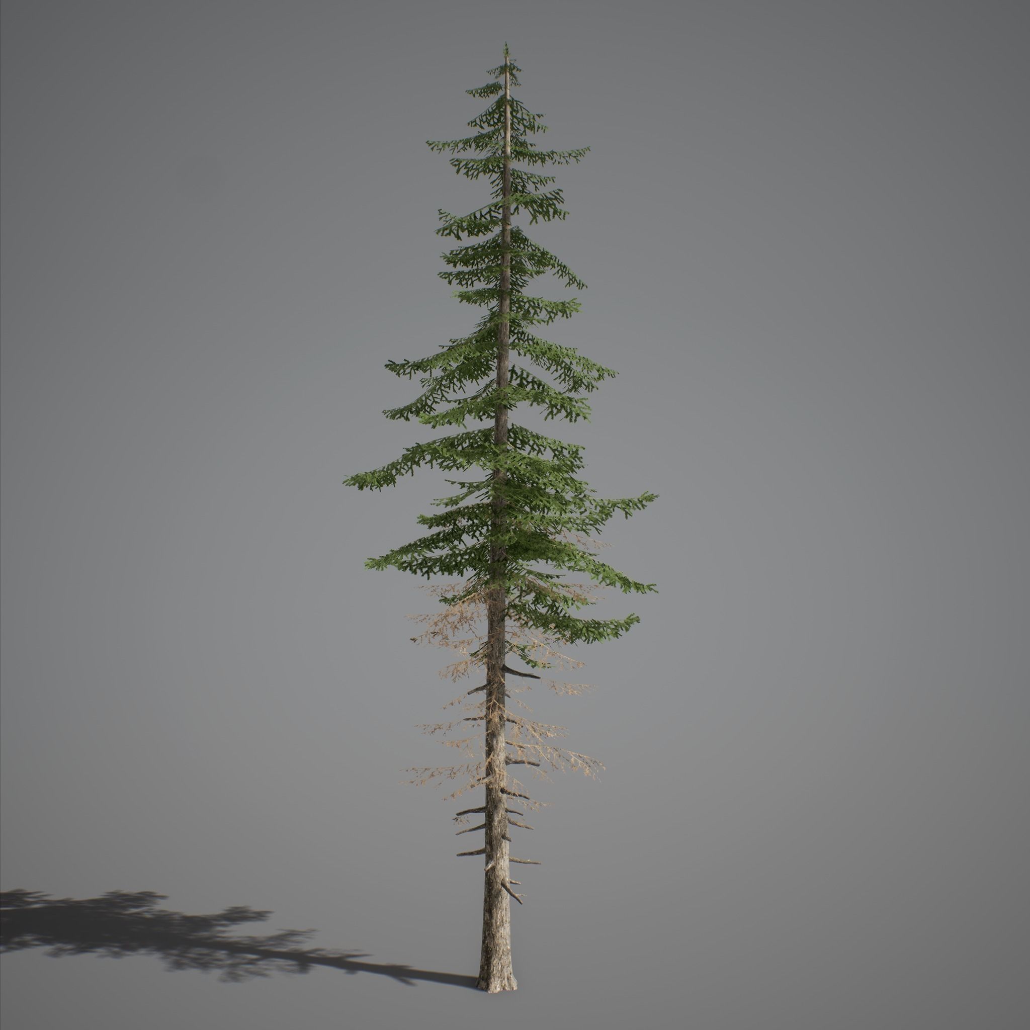 3D model UE4 - Fir Trees VR / AR / low-poly | CGTrader