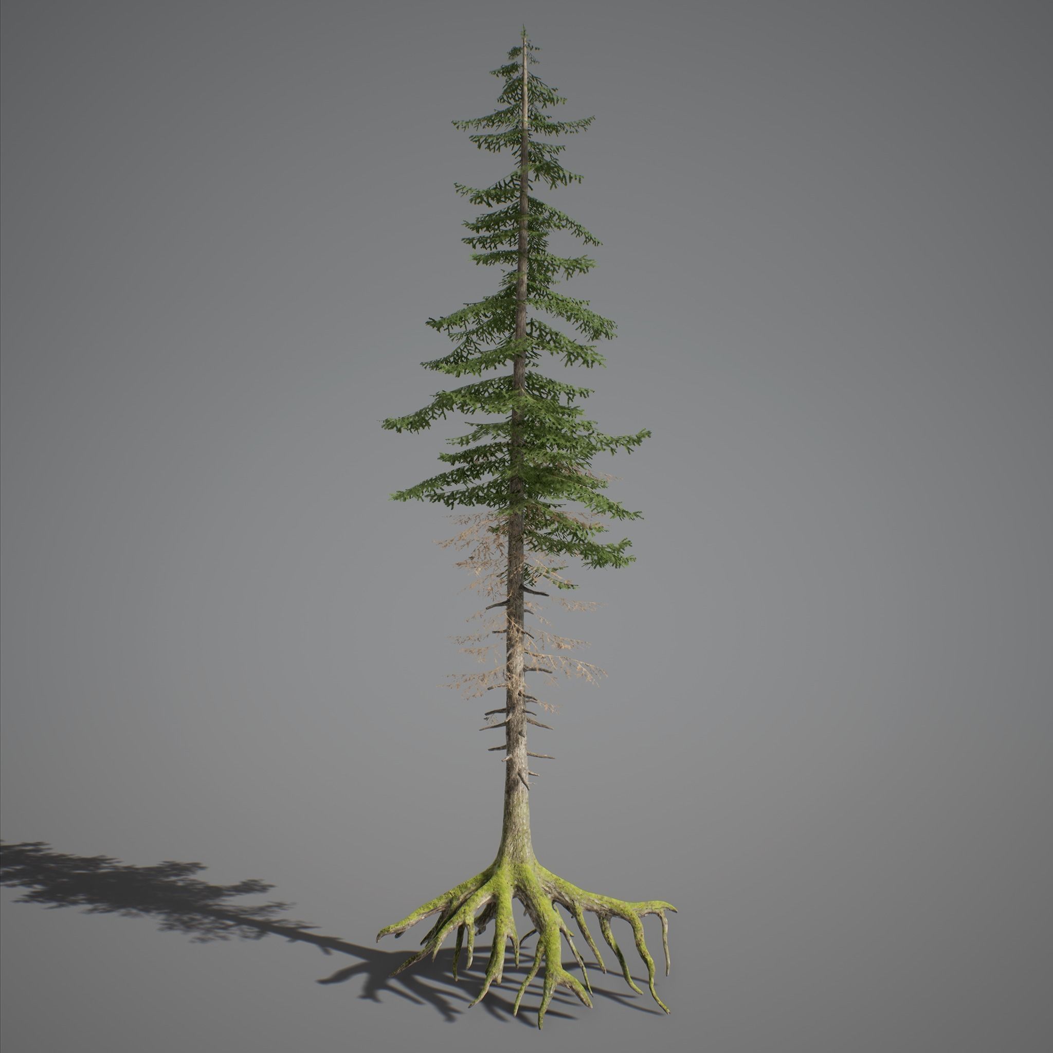 3D model UE4 - Fir Trees VR / AR / low-poly | CGTrader