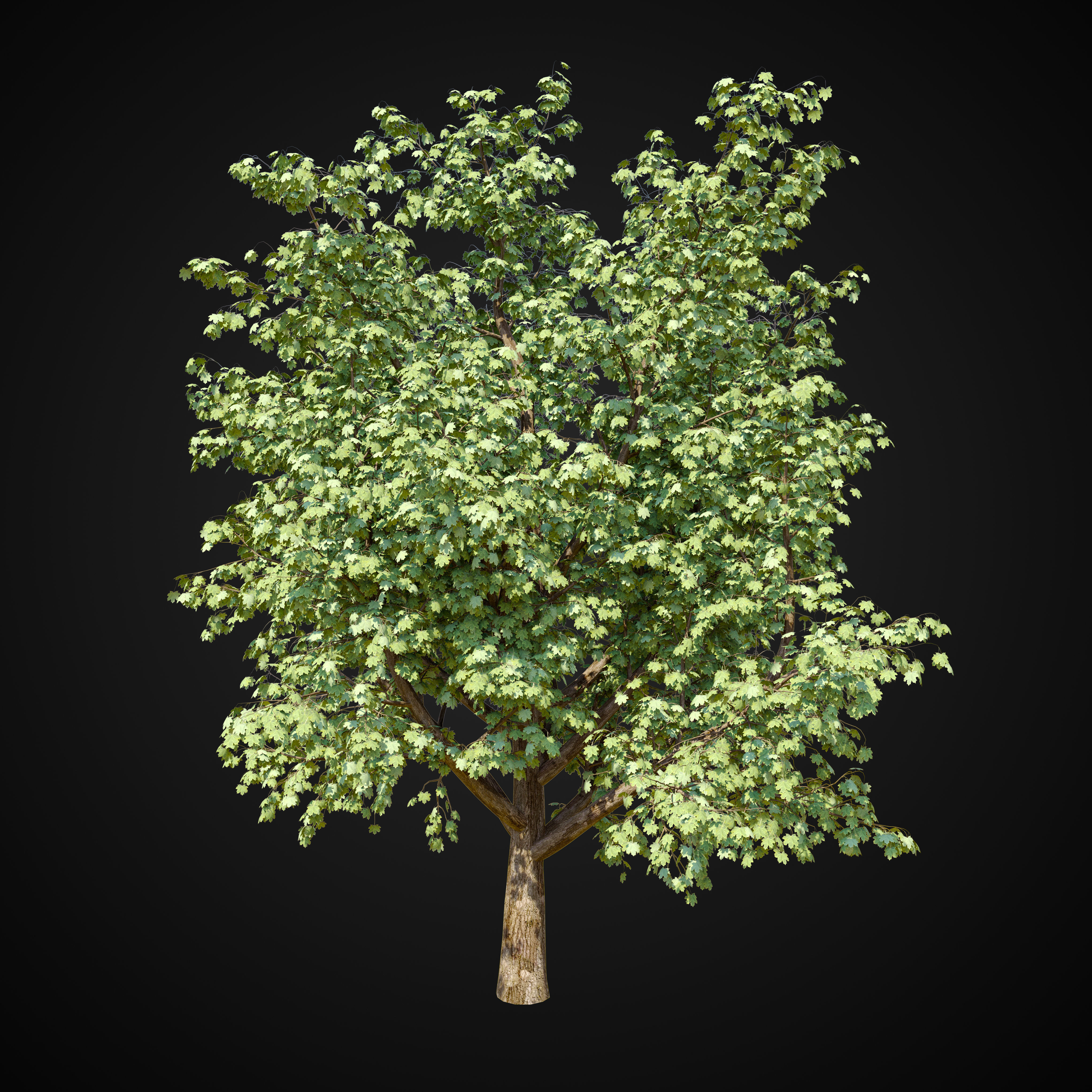 3D Maple tree 2 | CGTrader
