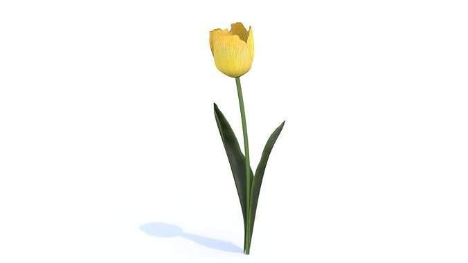 Low poly Tulip free sample free VR / AR / low-poly 3D model | CGTrader