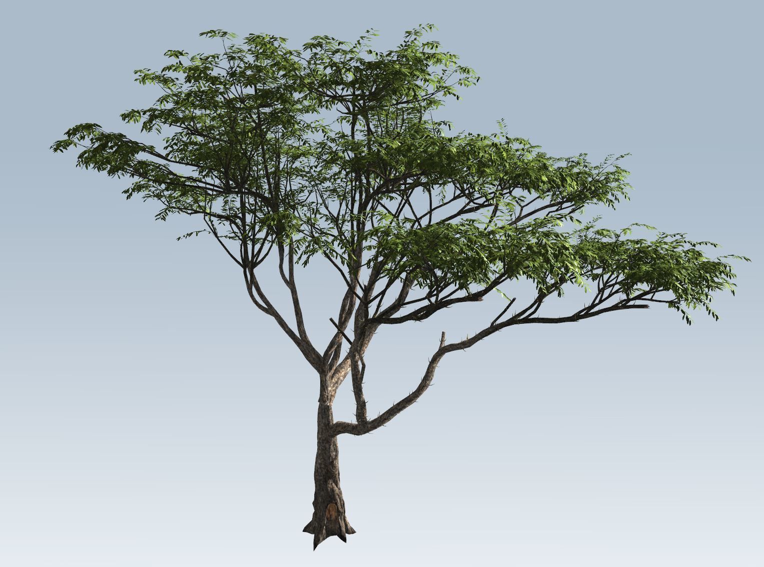 Acacia tree set 3D model | CGTrader