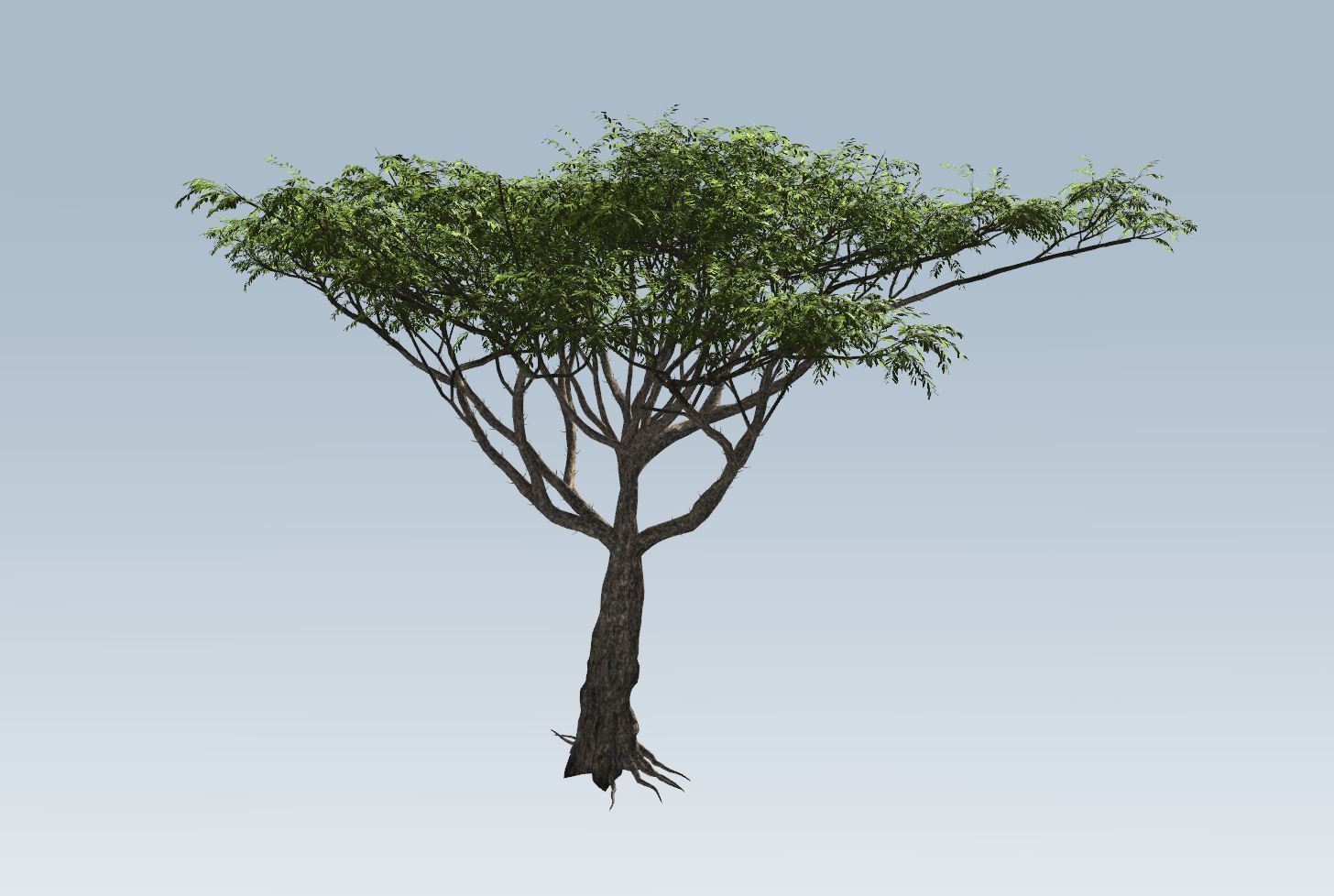 Acacia tree set 3D model | CGTrader