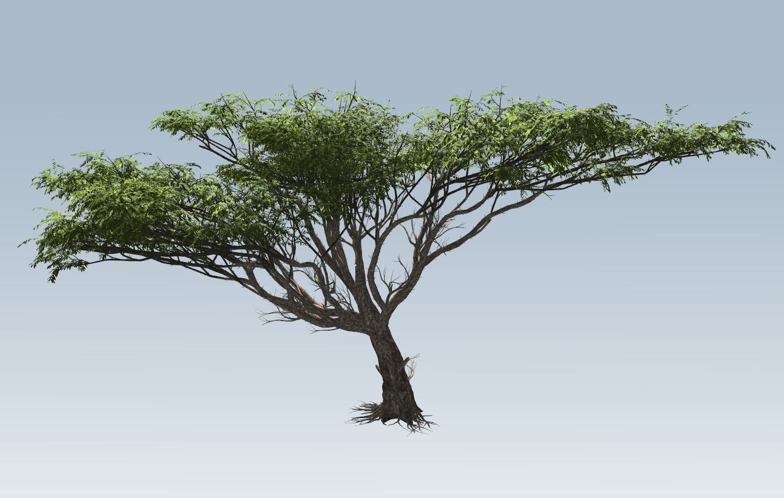 Acacia tree set 3D model | CGTrader
