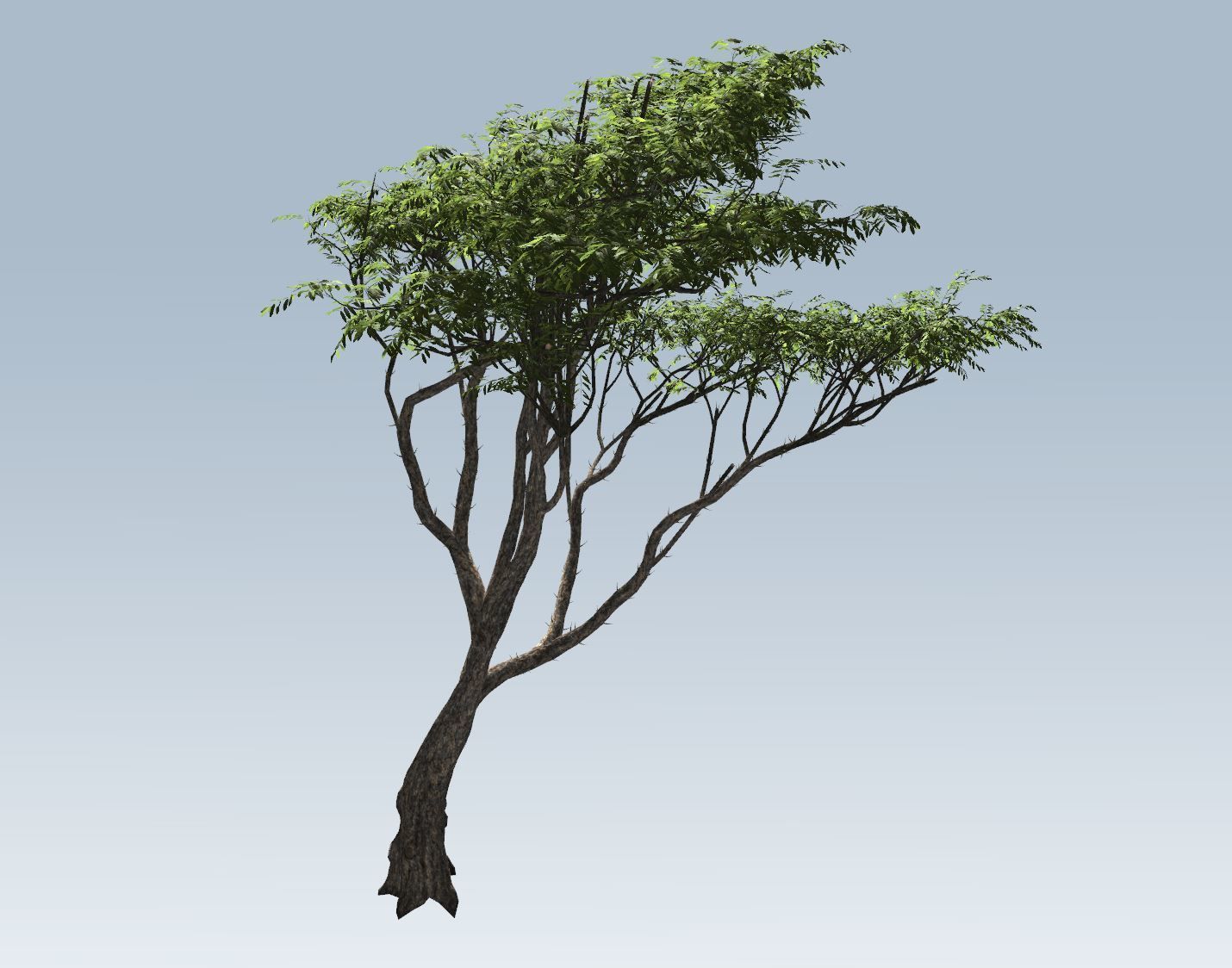 Acacia tree set 3D model | CGTrader