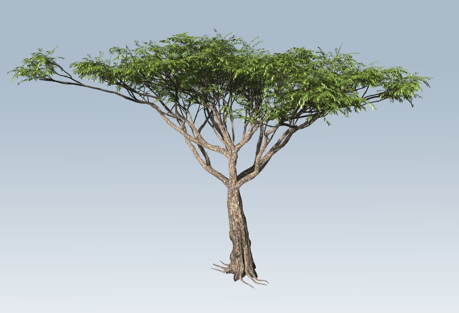 Acacia tree set 3D model | CGTrader