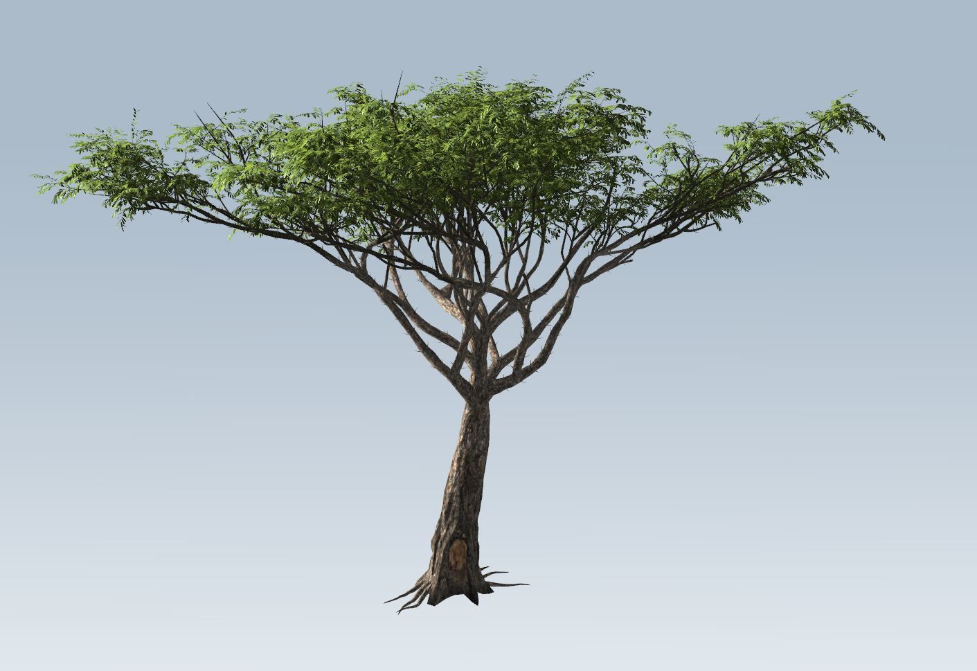Acacia tree set 3D model | CGTrader