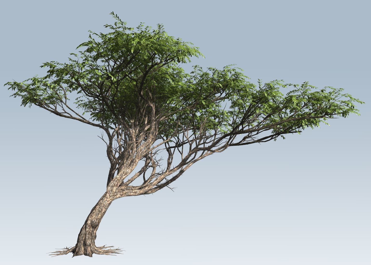 Acacia tree set 3D model | CGTrader