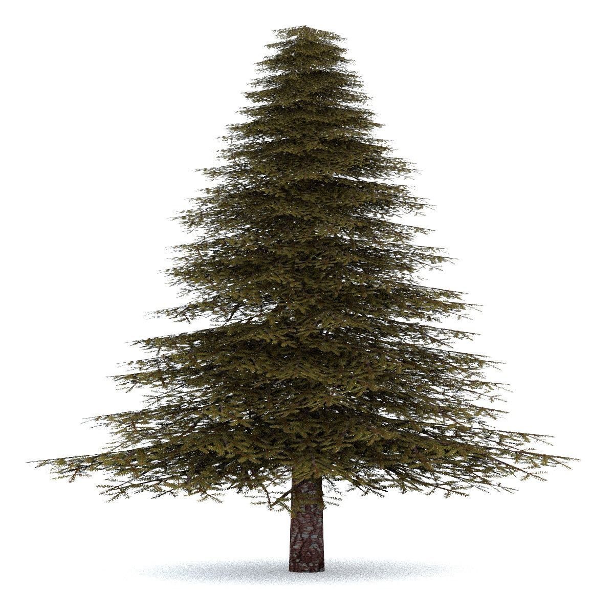 3D model Fir Tree 3 VR / AR / low-poly | CGTrader