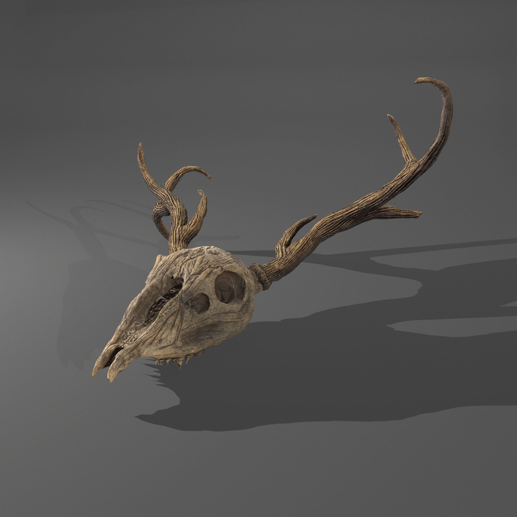 Stag Skull 3D model | CGTrader