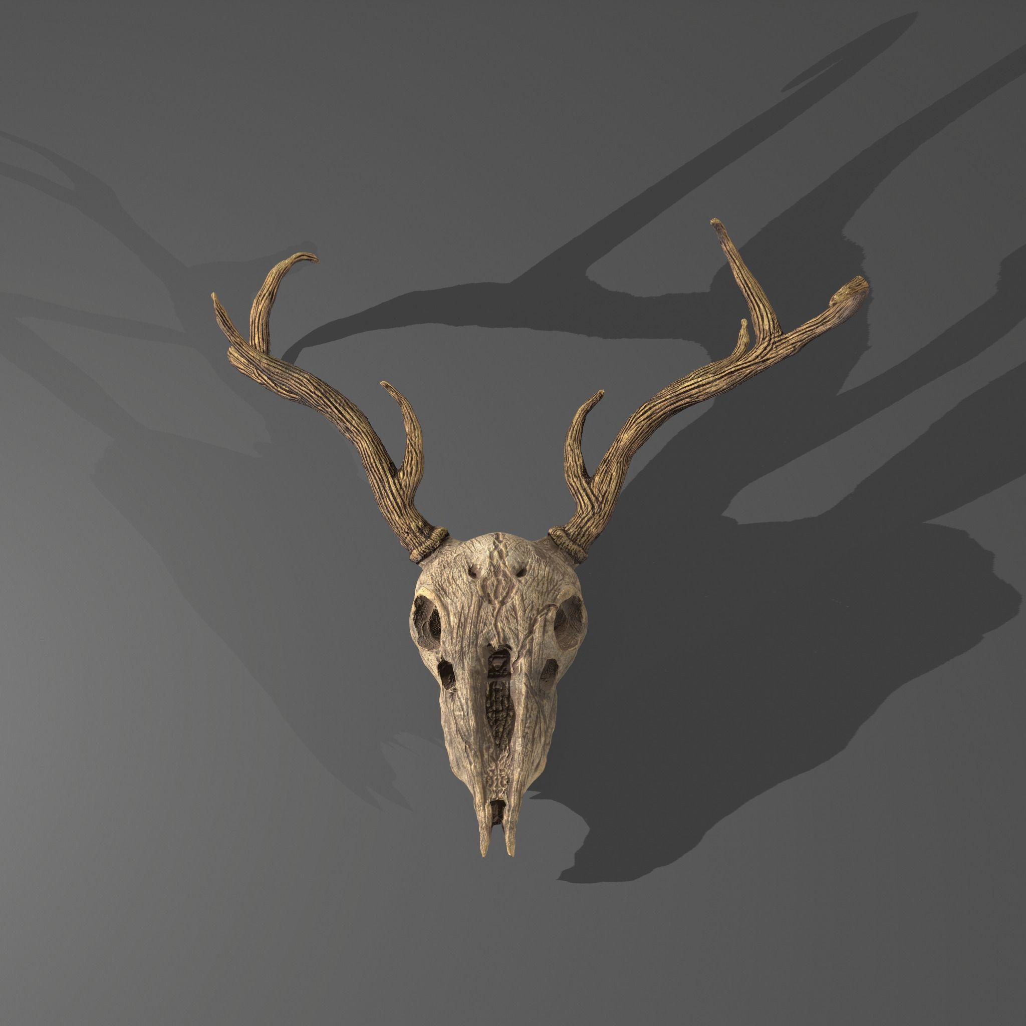 Stag Skull 3D model | CGTrader