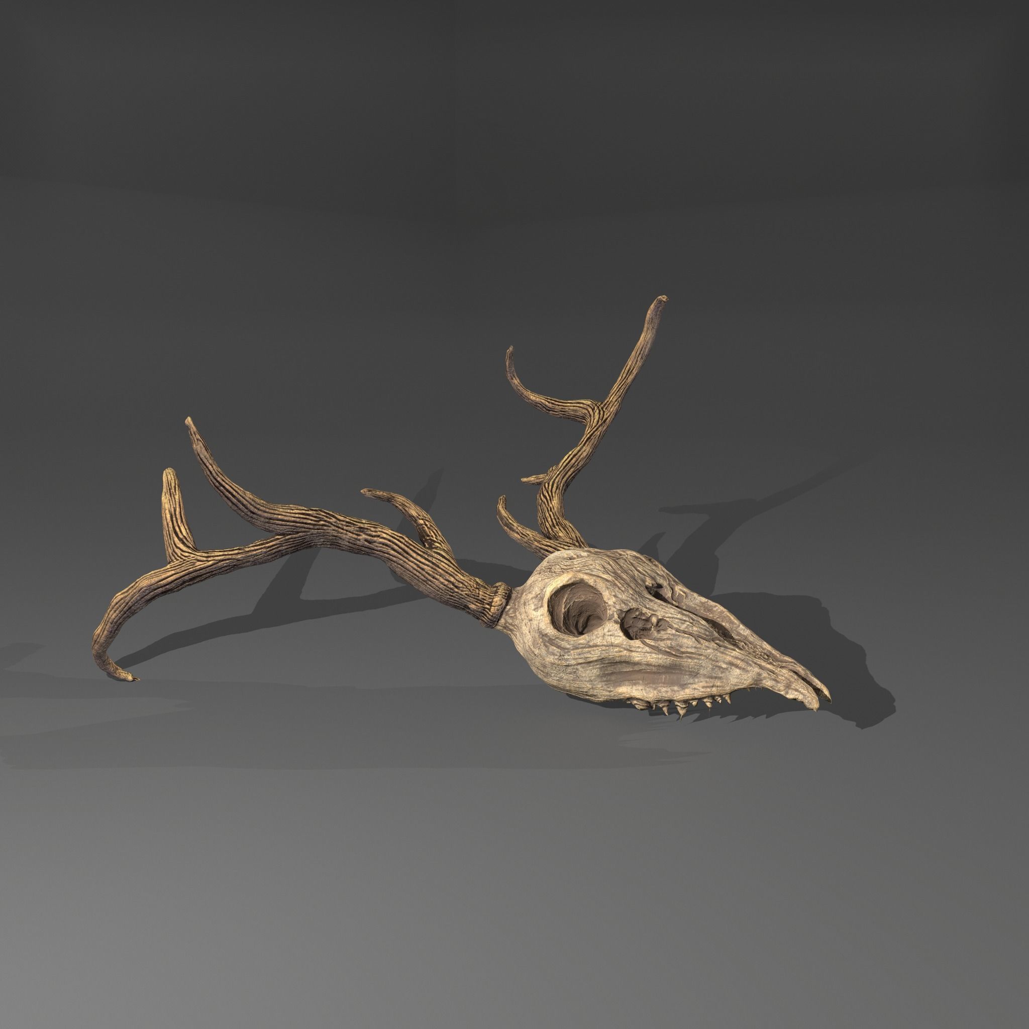 Stag Skull 3D model | CGTrader