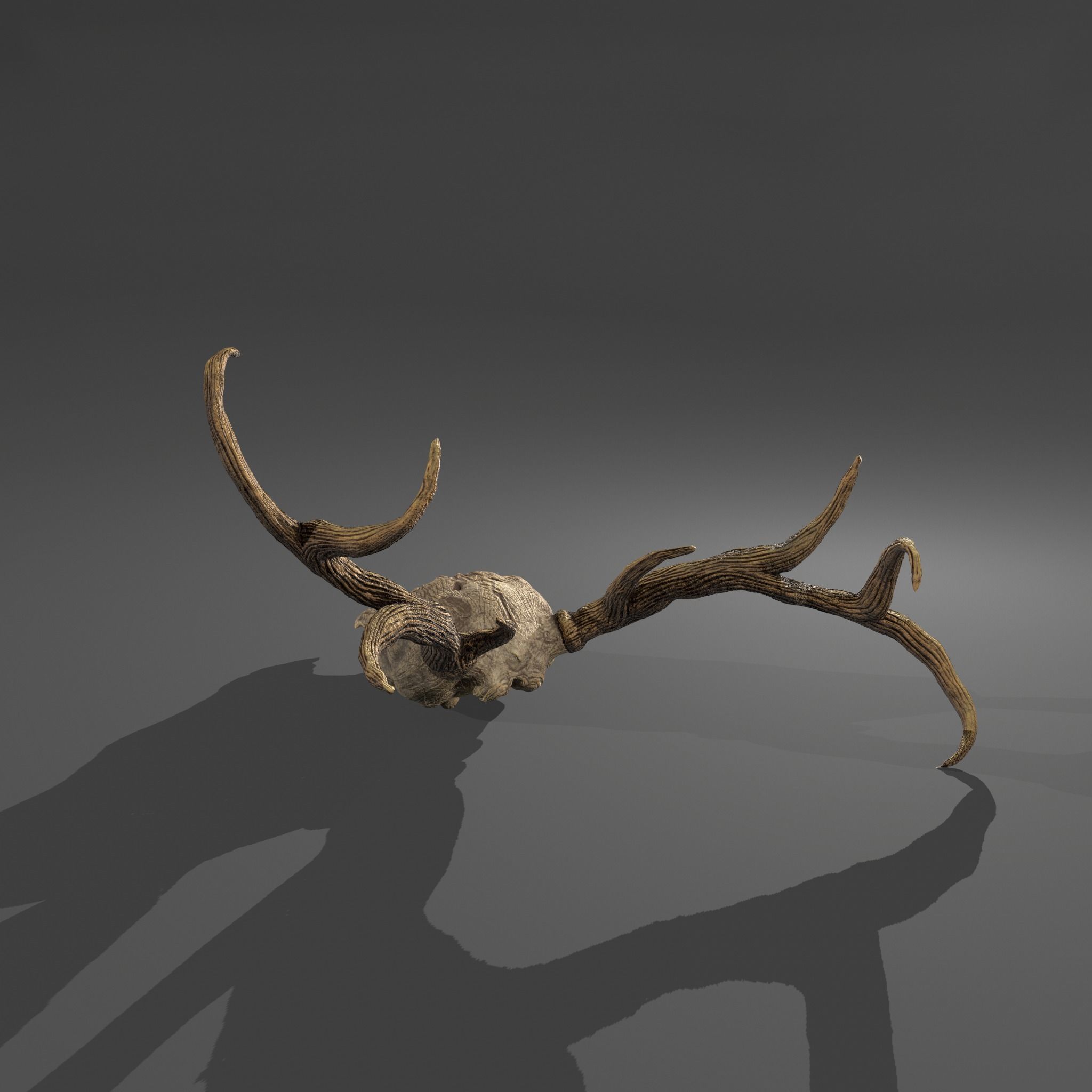 Stag Skull 3D model | CGTrader