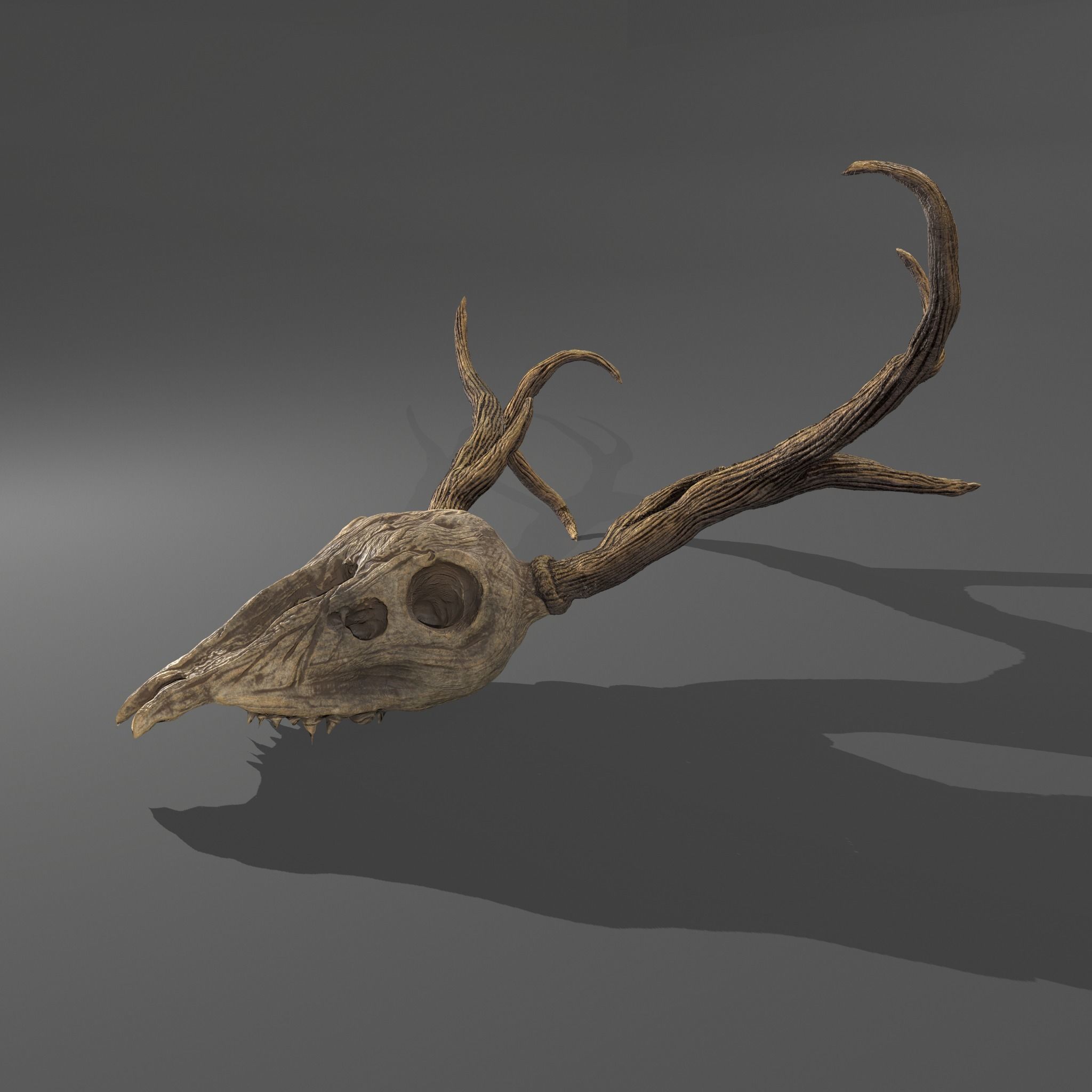 Stag Skull 3D model | CGTrader