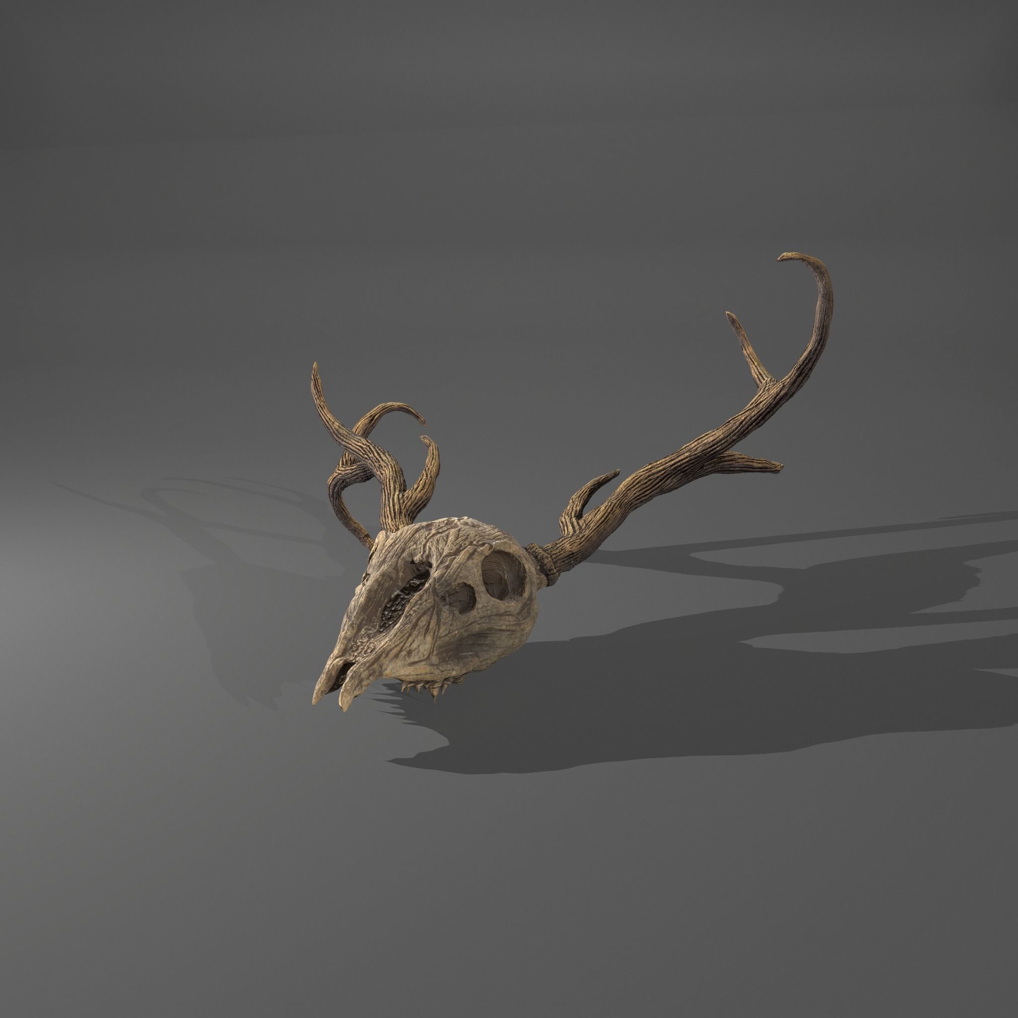 Stag Skull 3D model | CGTrader