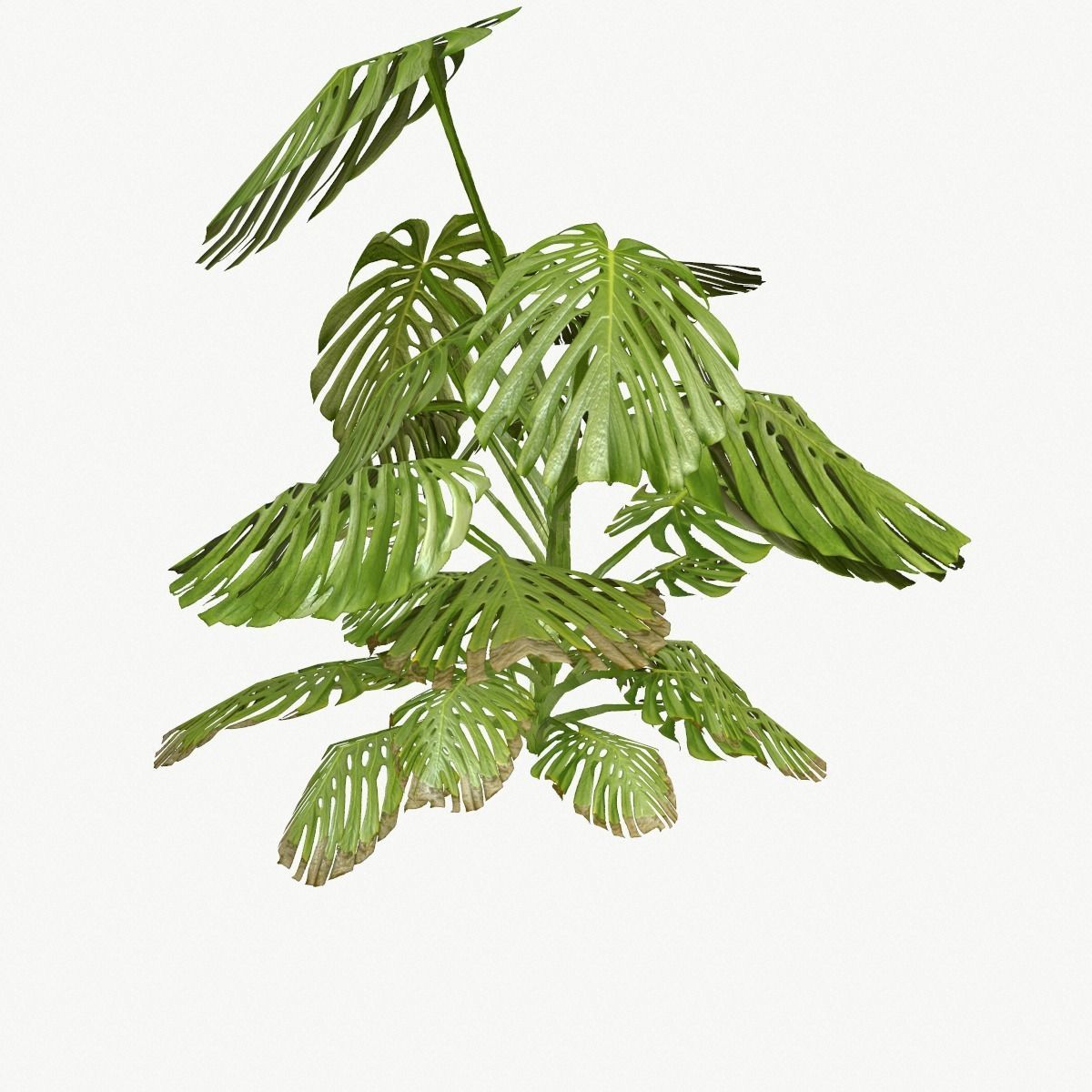 3D model Monstera Type 2 VR / AR / low-poly | CGTrader