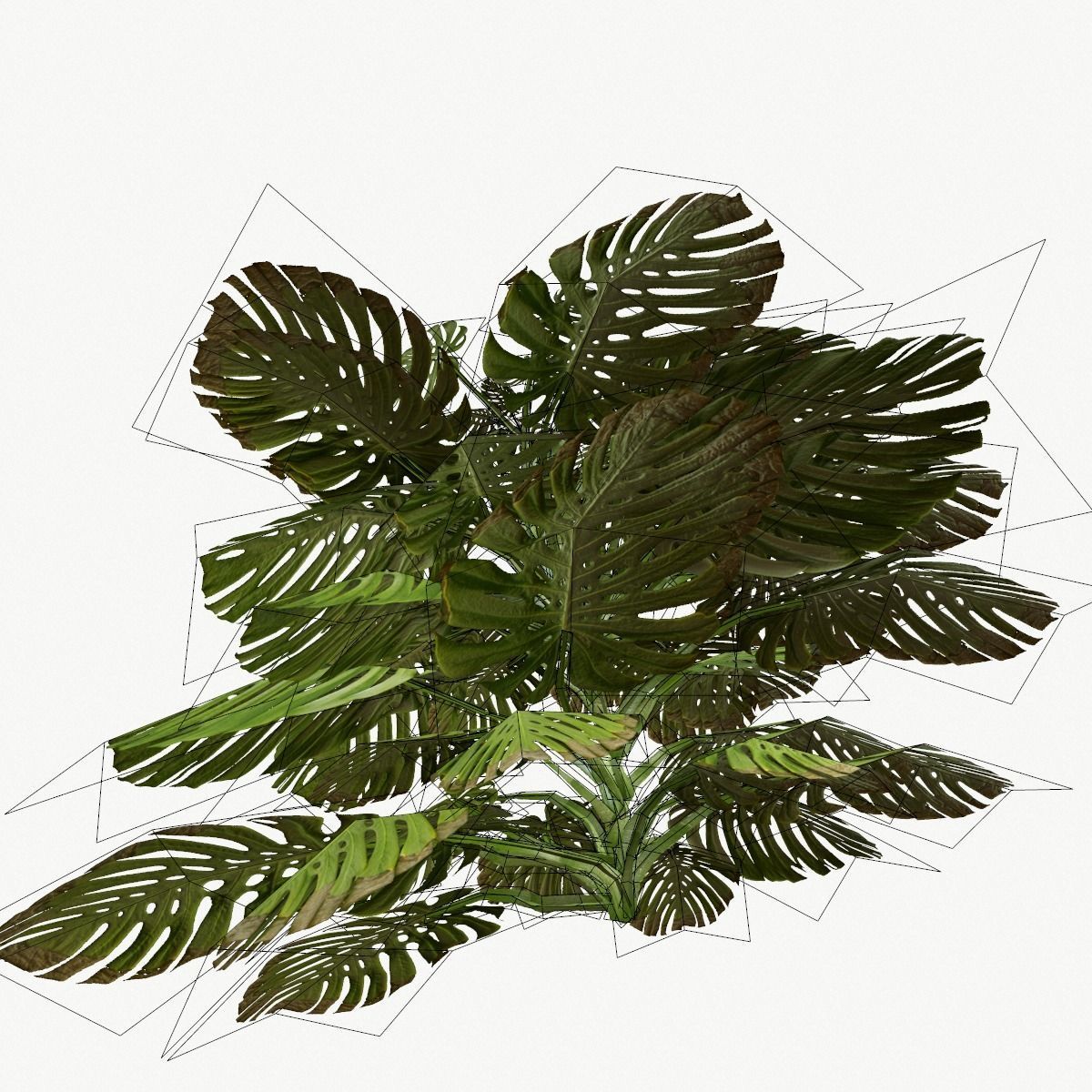 3D model Monstera Type 3 VR / AR / low-poly | CGTrader