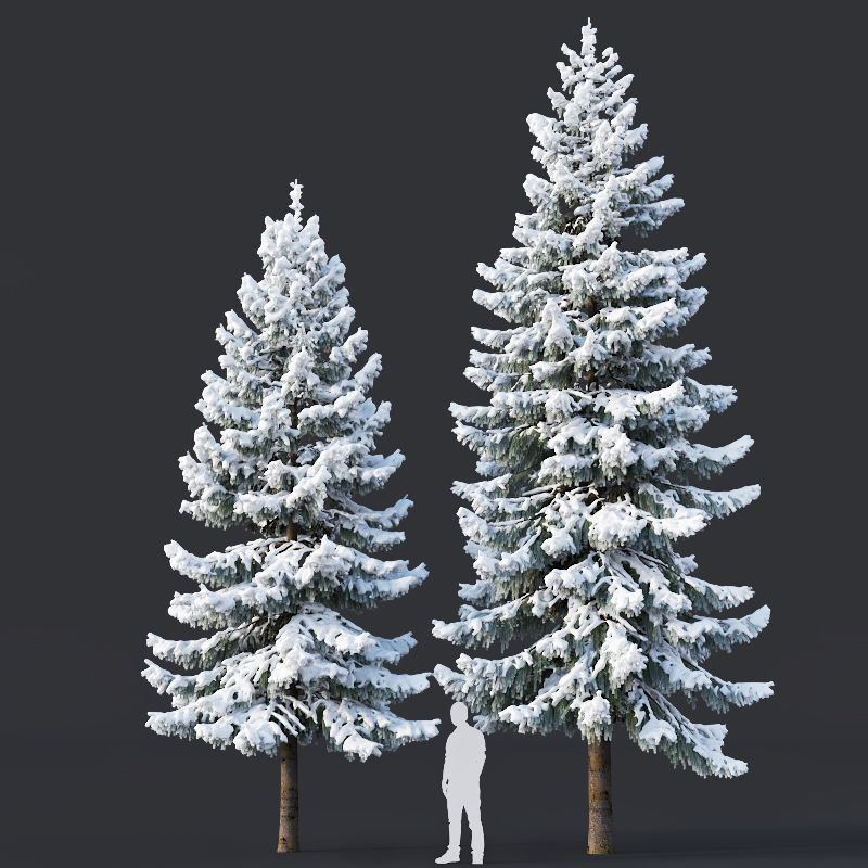 Spruce Nr 6 Two sizes H8-10m Modular branches 3D model | CGTrader