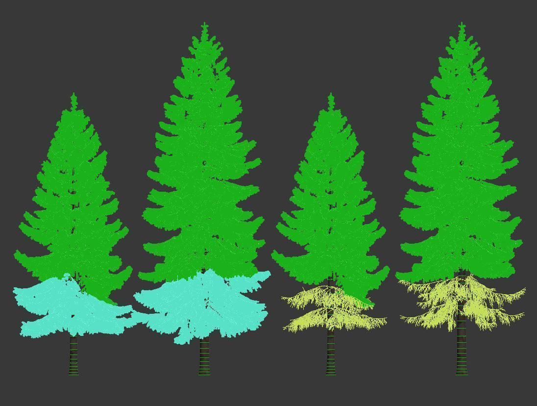 Spruce Nr 6 Two sizes H8-10m Modular branches 3D model | CGTrader