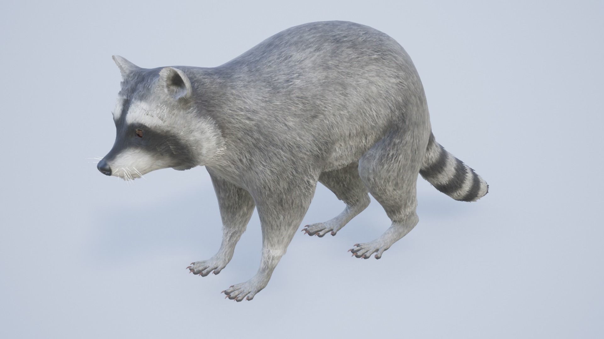 3D model Raccoon VR / AR / low-poly rigged animated | CGTrader