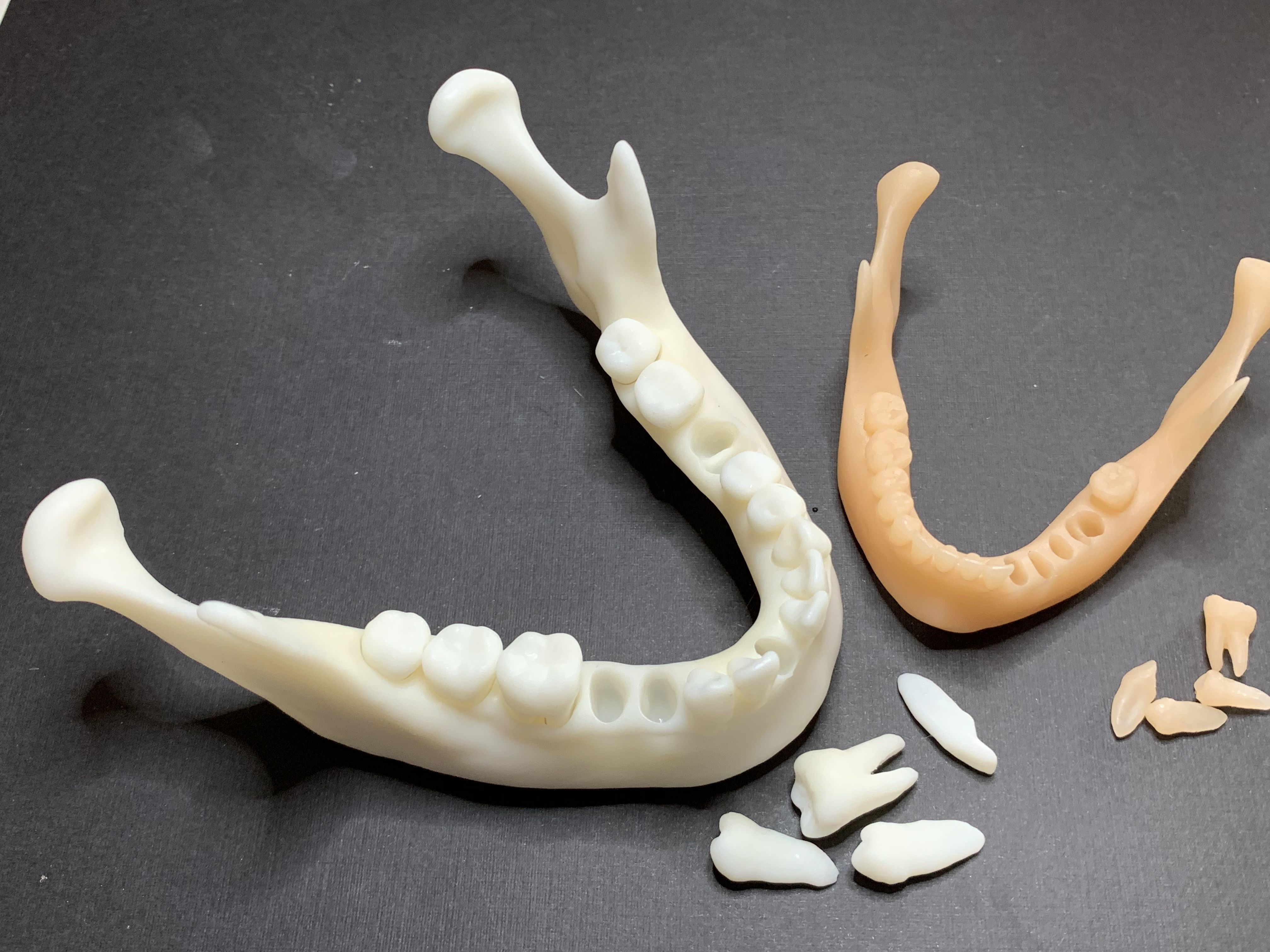 Real human mandibular jaw anatomy with teeth 3D model 3D printable ...