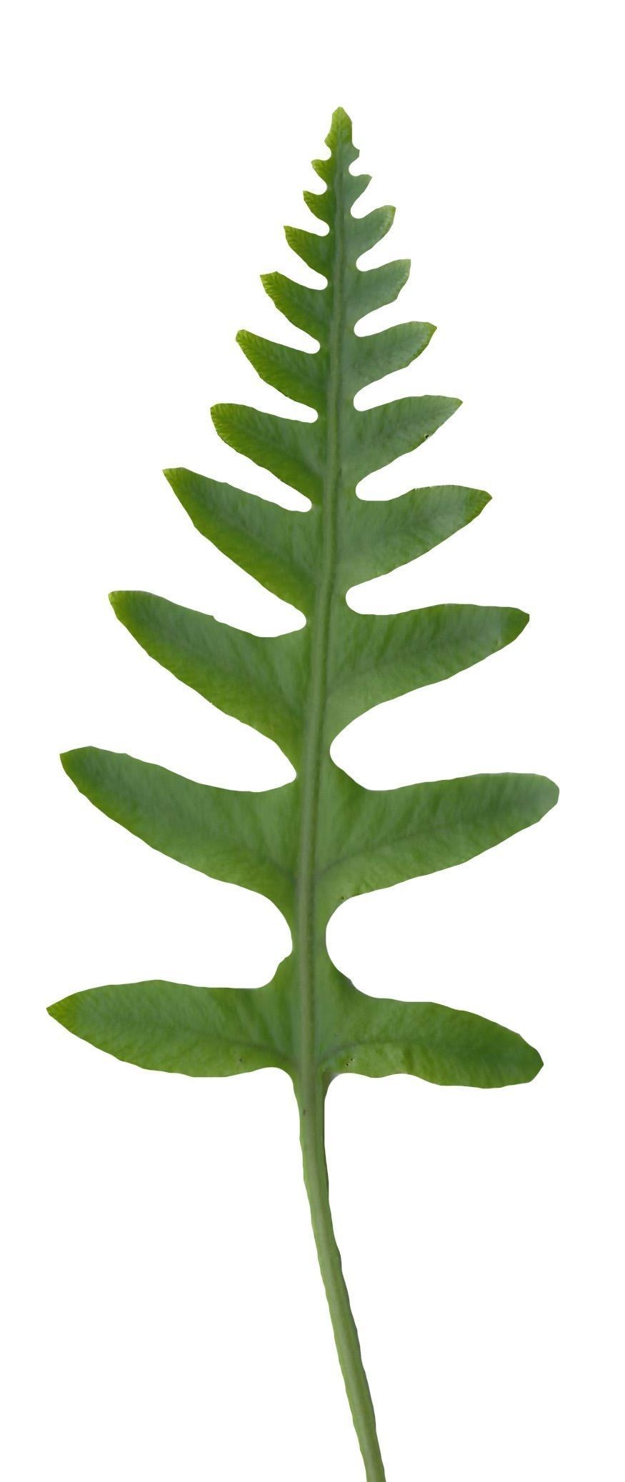 California Polypody Texture Pack - 20 Textures free Texture | CGTrader