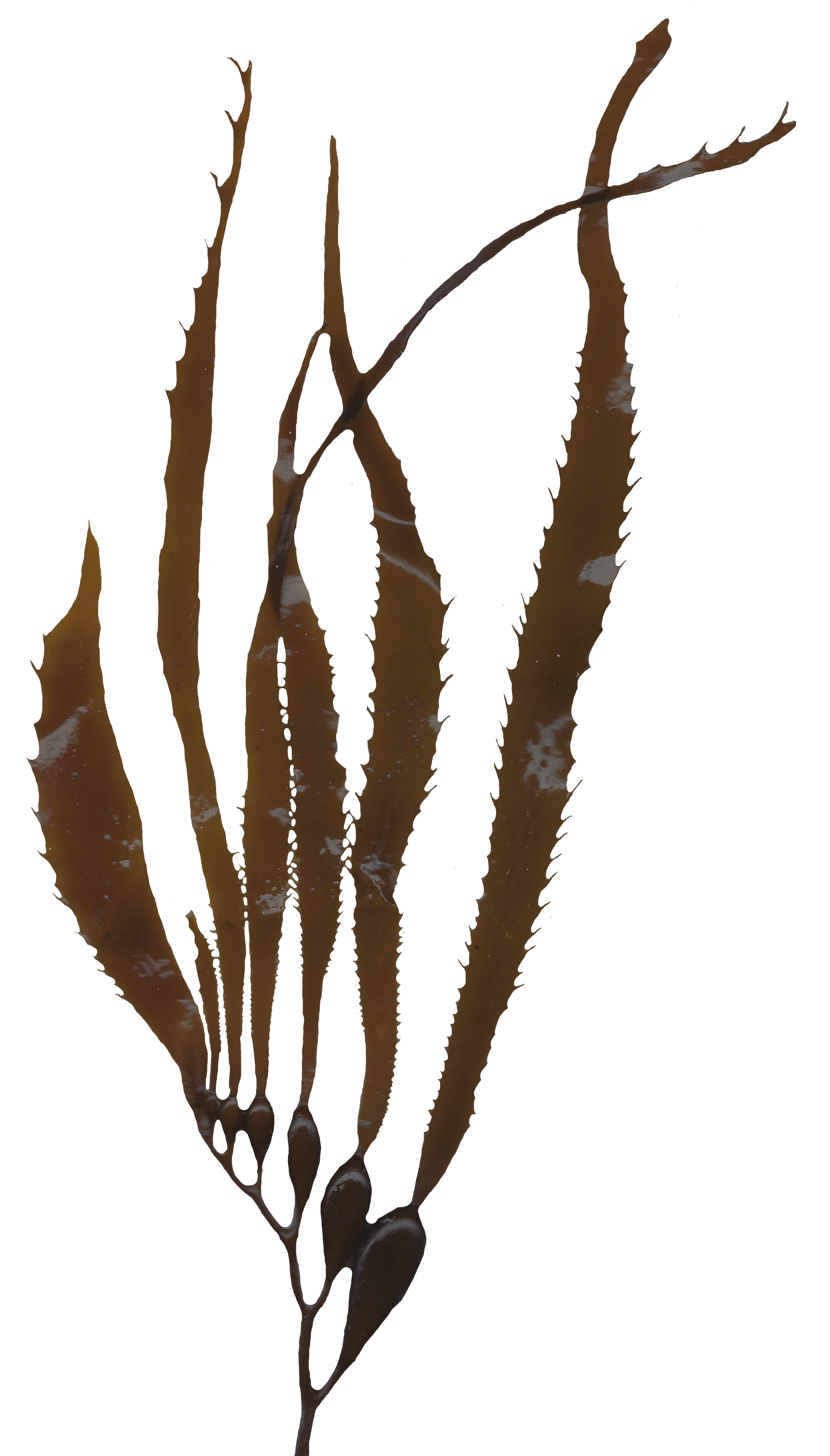 Giant Kelp Texture Pack - 22 Textures free Texture | CGTrader