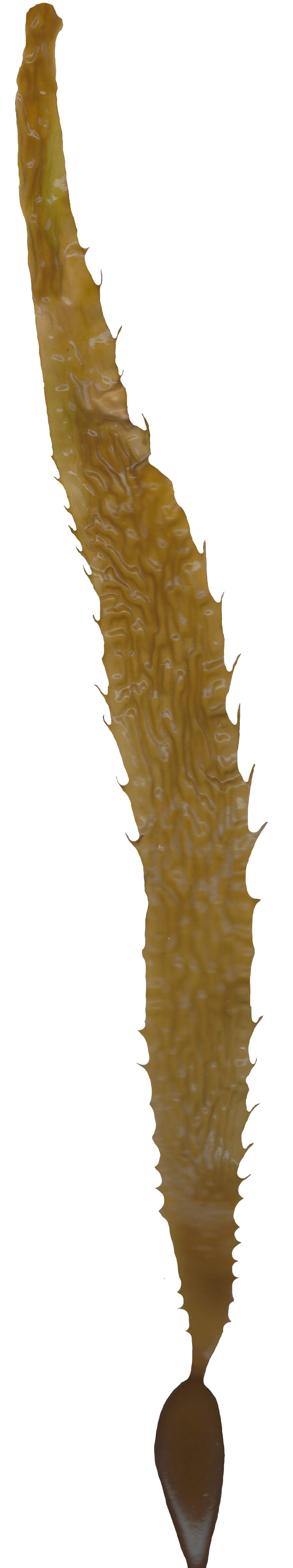 Giant Kelp Texture Pack - 22 Textures free Texture | CGTrader