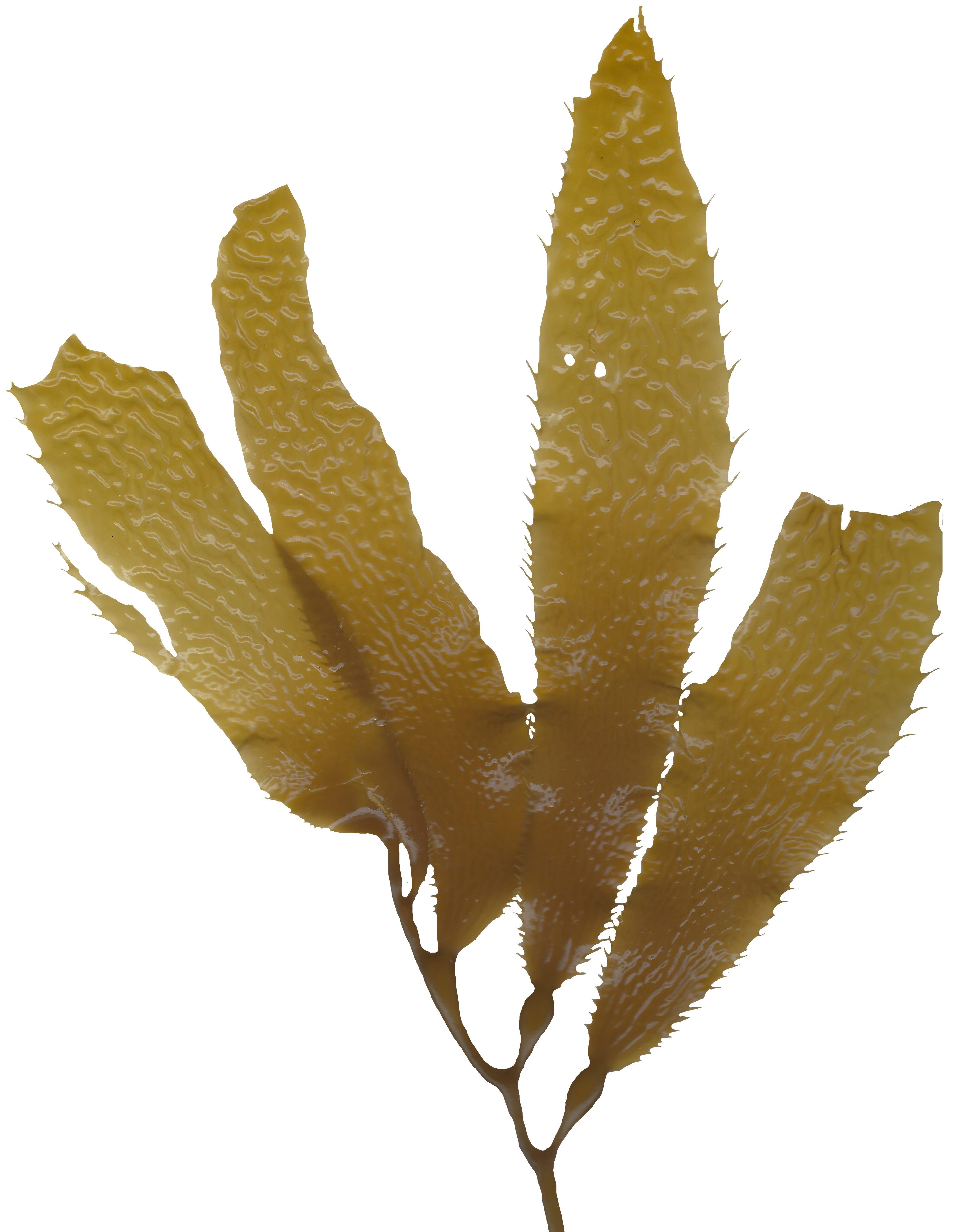 Giant Kelp Texture Pack - 22 Textures free Texture | CGTrader