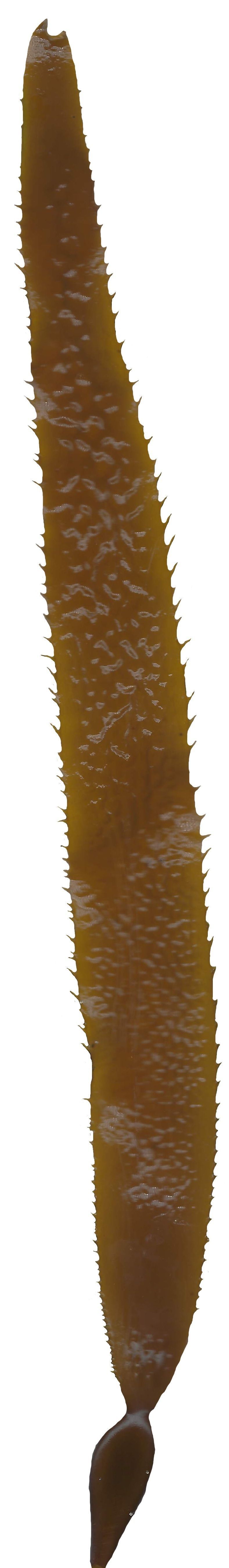 Giant Kelp Texture Pack - 22 Textures free Texture | CGTrader