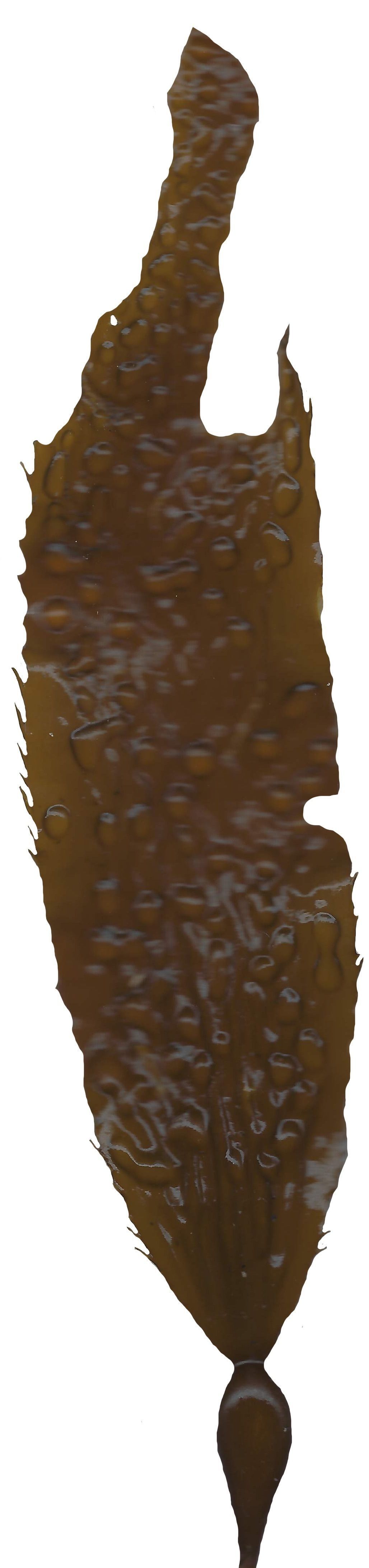 Giant Kelp Texture Pack - 22 Textures free Texture | CGTrader