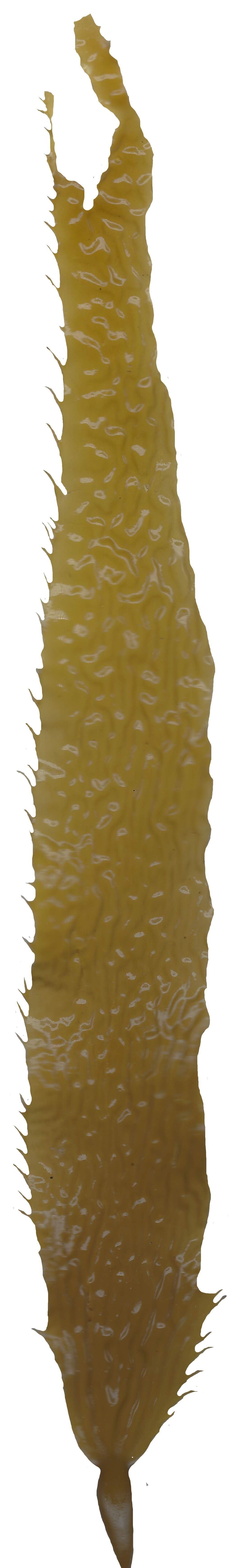 Giant Kelp Texture Pack - 22 Textures free Texture | CGTrader