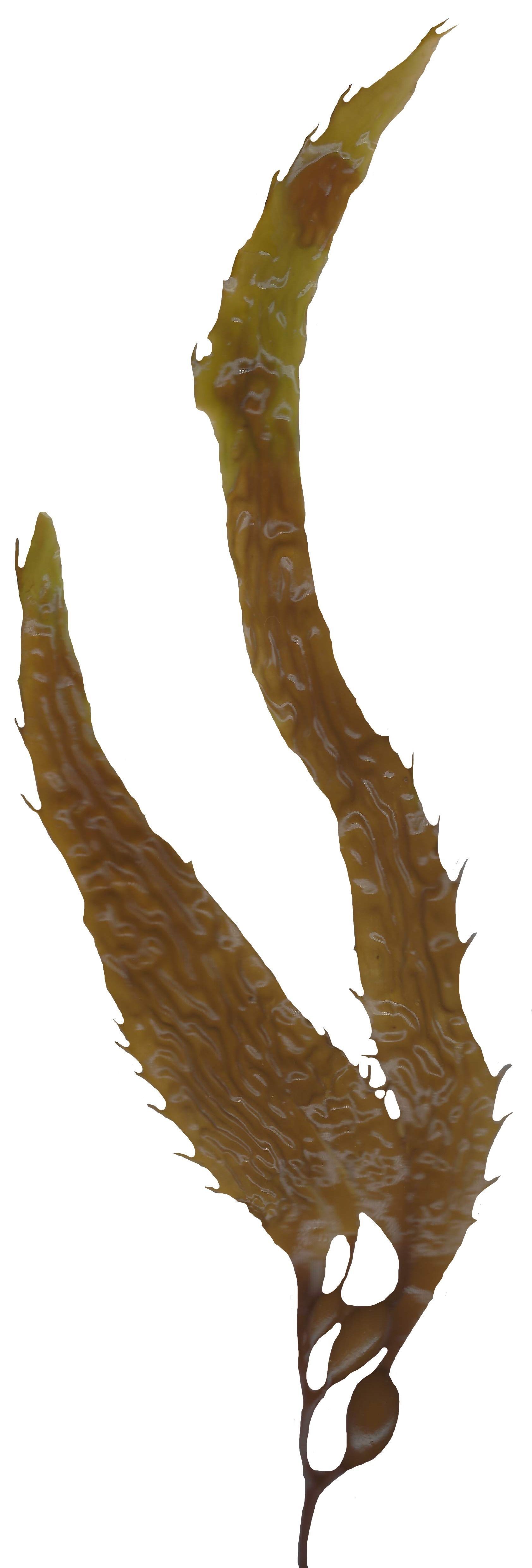 Giant Kelp Texture Pack - 22 Textures free Texture | CGTrader