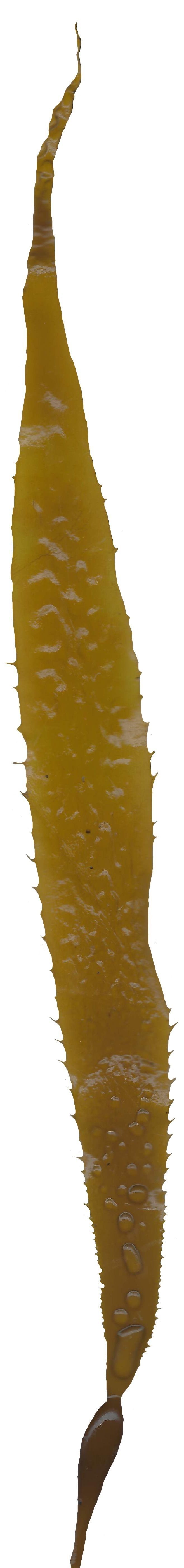 Giant Kelp Texture Pack - 22 Textures free Texture | CGTrader