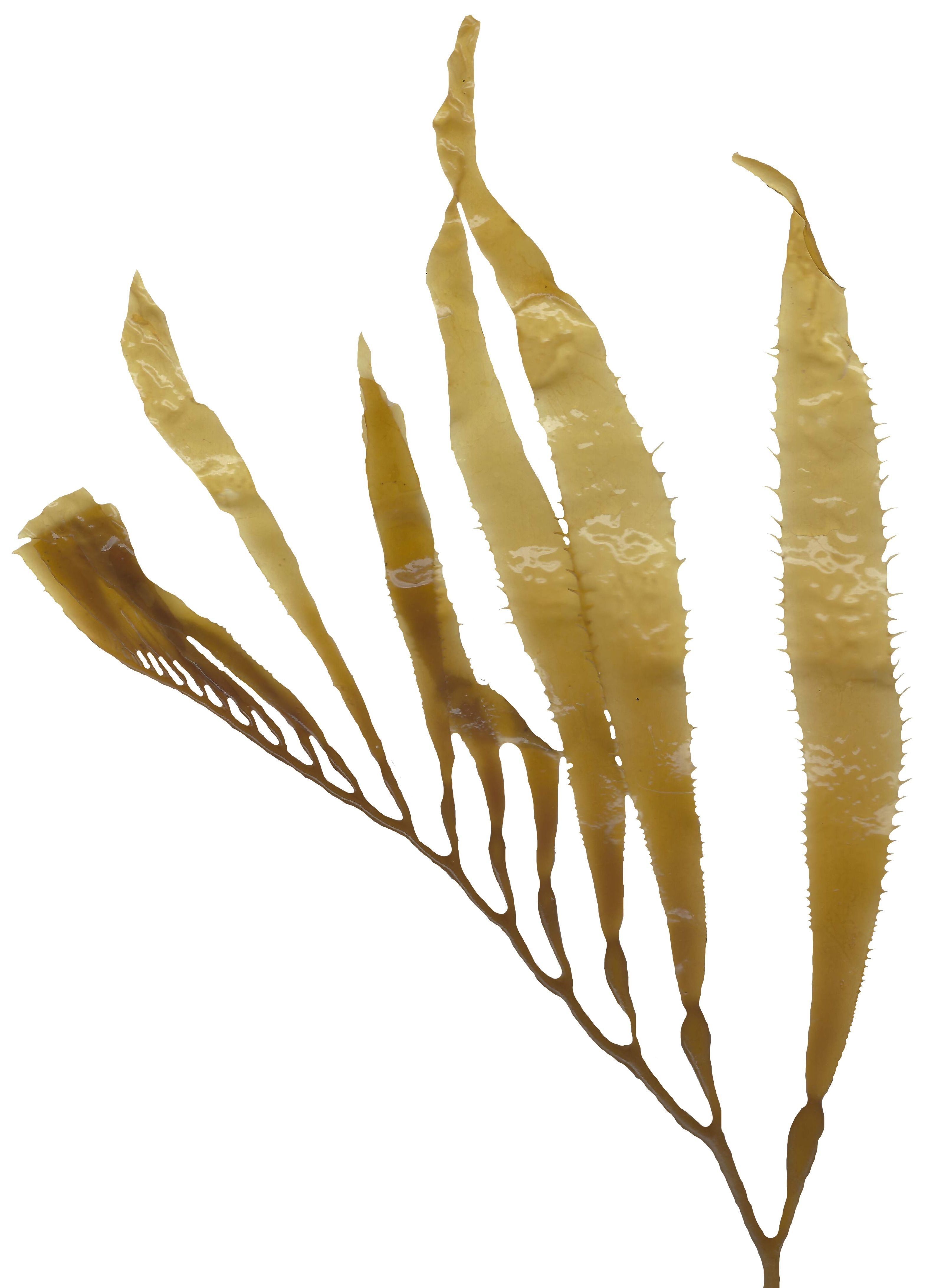 Giant Kelp Texture Pack - 22 Textures free Texture | CGTrader