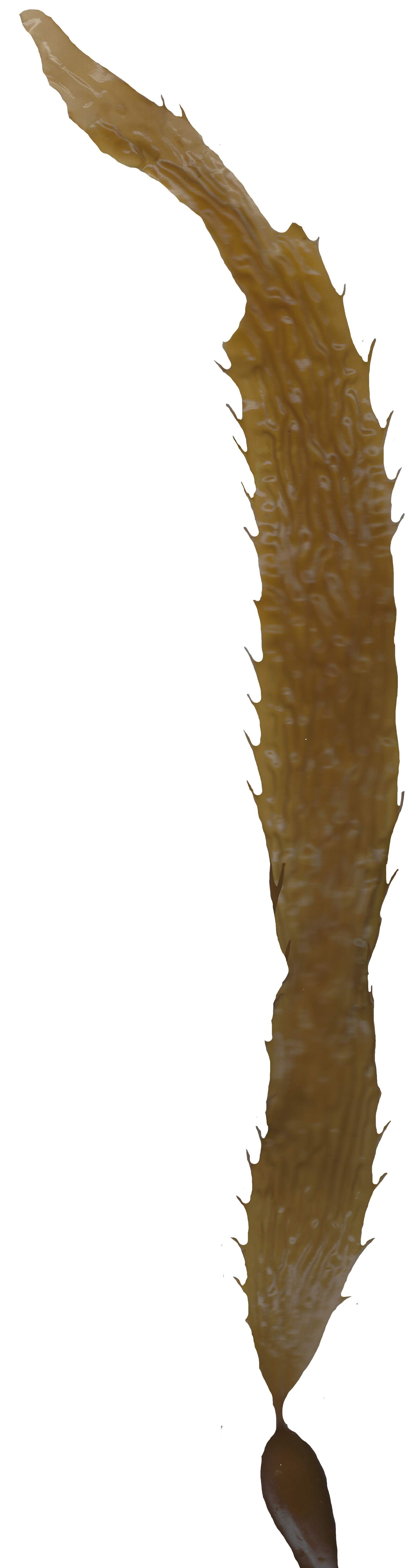 Giant Kelp Texture Pack - 22 Textures free Texture | CGTrader