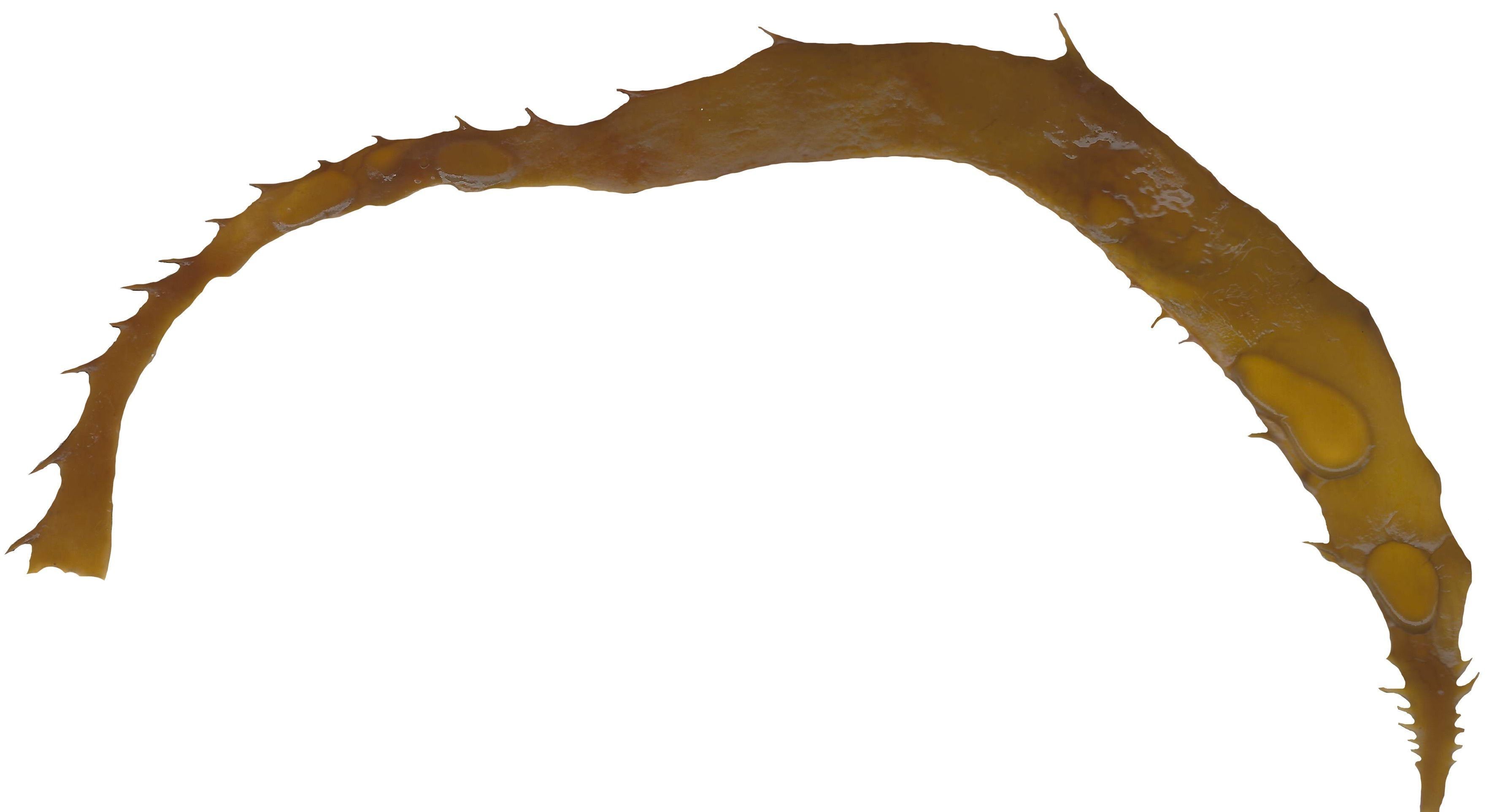 Giant Kelp Texture Pack - 22 Textures free Texture | CGTrader