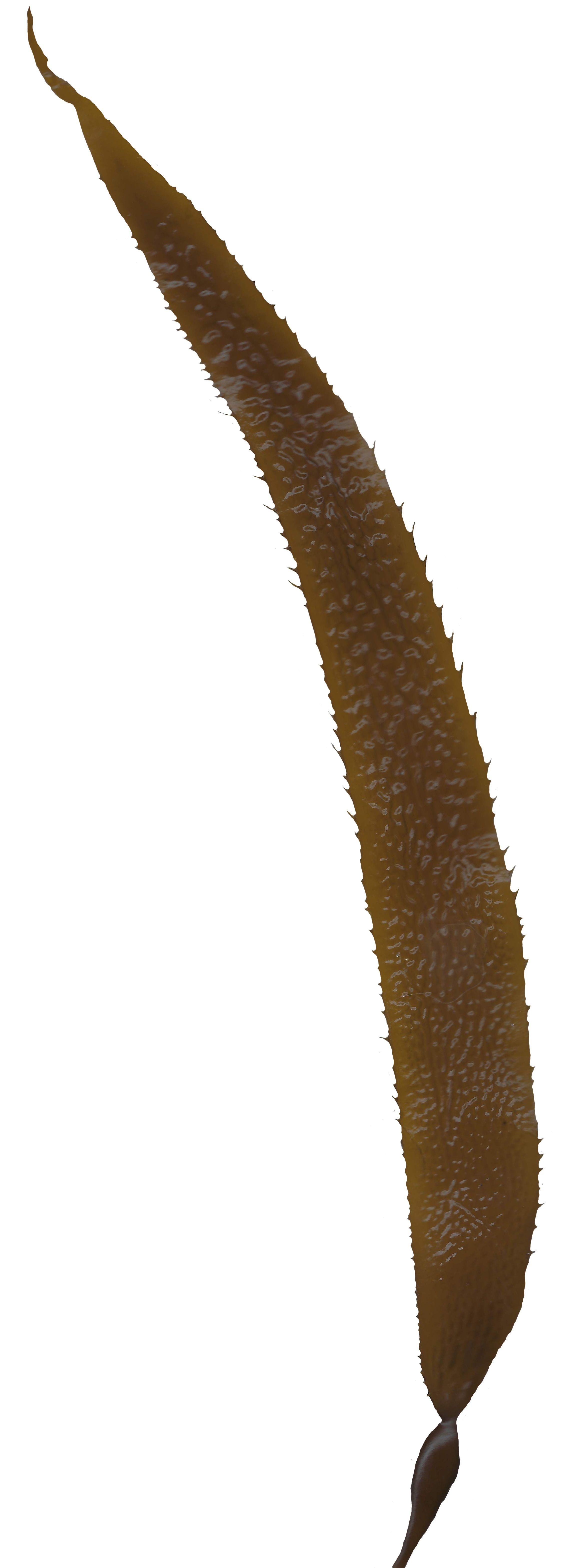 Giant Kelp Texture Pack - 22 Textures free Texture | CGTrader