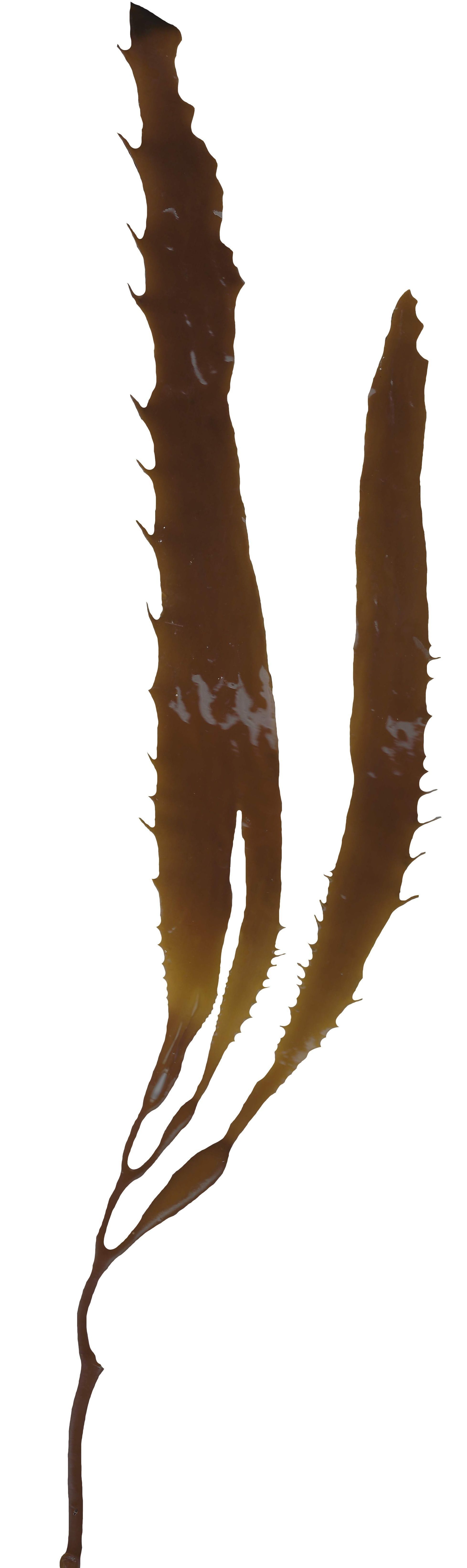 Giant Kelp Texture Pack - 22 Textures free Texture | CGTrader