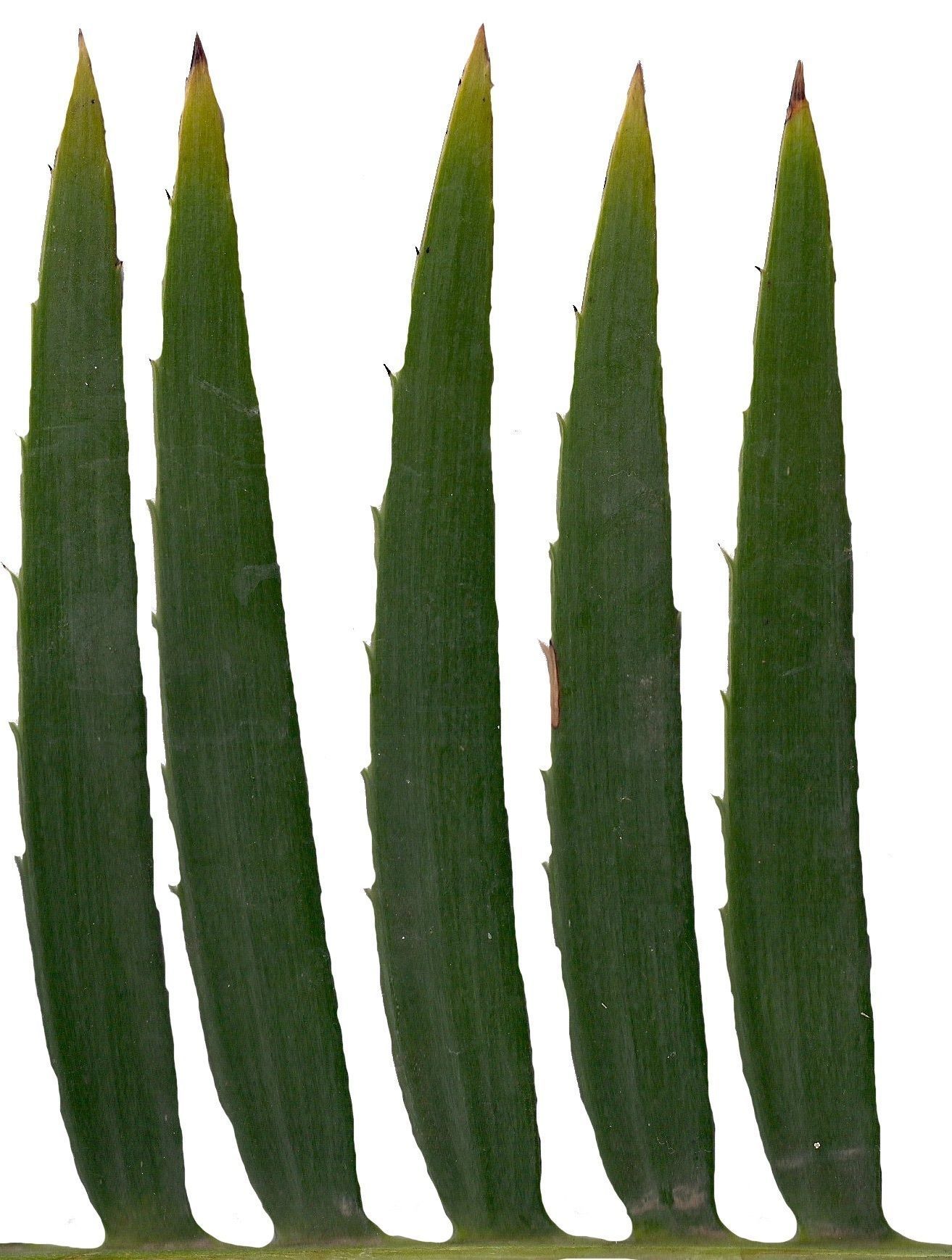 Lebombo Cycad Texture Pack - 41 Textures free Texture | CGTrader
