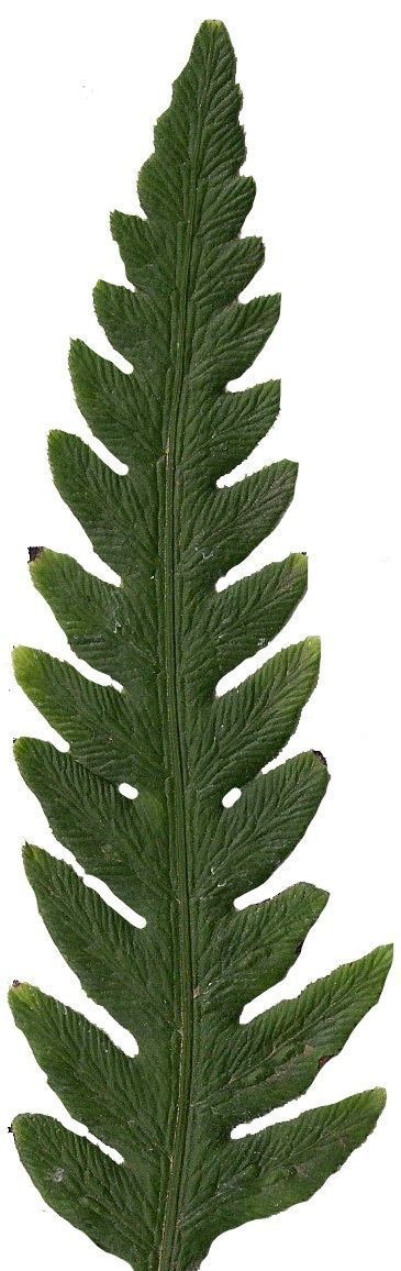 Giant Chain Fern Texture Pack - 24 Textures free Texture | CGTrader