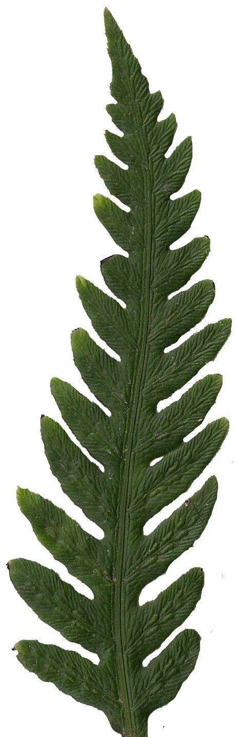 Giant Chain Fern Texture Pack - 24 Textures free Texture | CGTrader