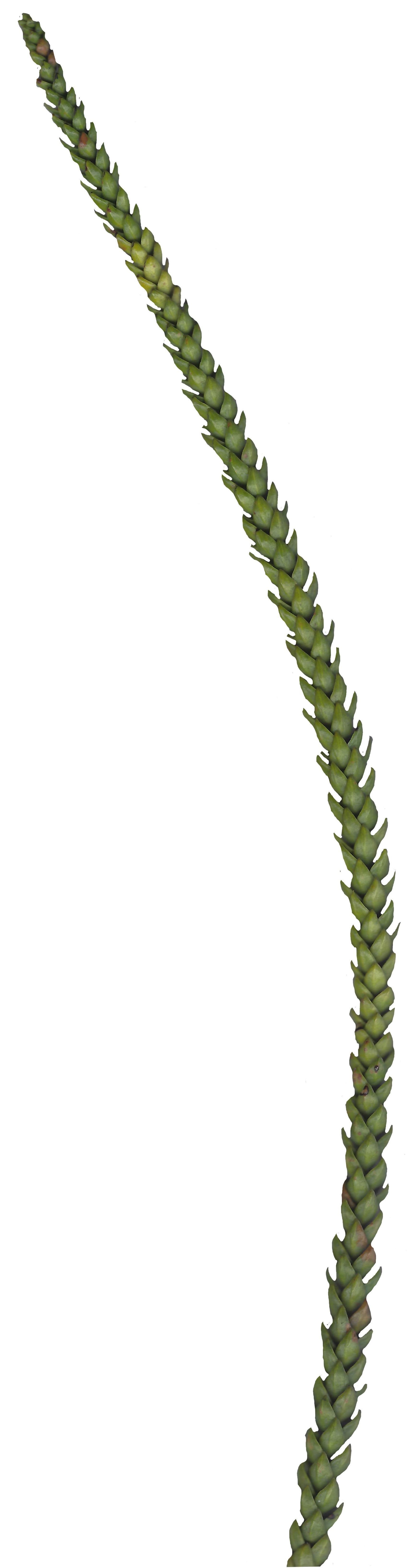 Hoop PIne Texture Pack - 18 Textures free Texture | CGTrader